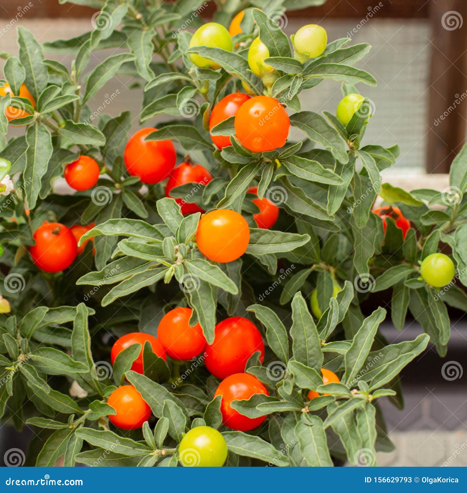 Solanum Pseudocapsicum Jerusalem Cherry, Close-up Square, Nightshade ...
