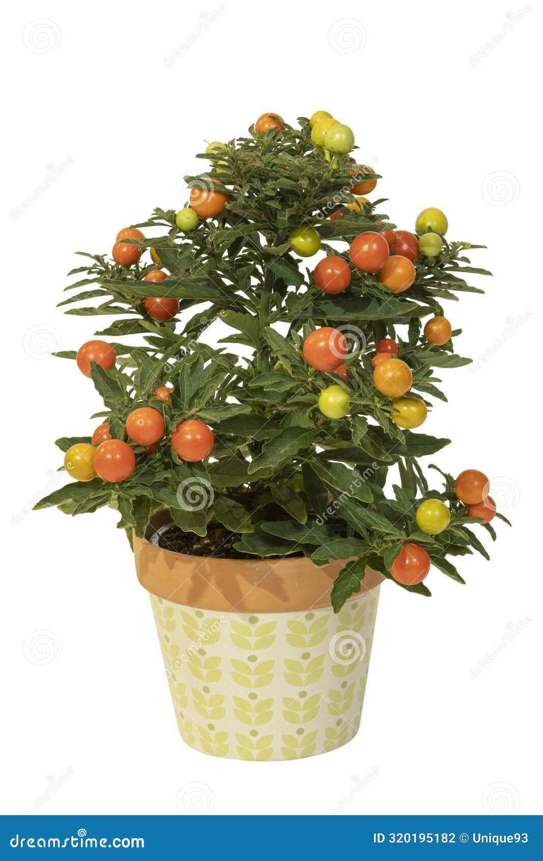 Solanum Pseudocapsicum in Pot Stock Photo - Image of clipping, garden ...
