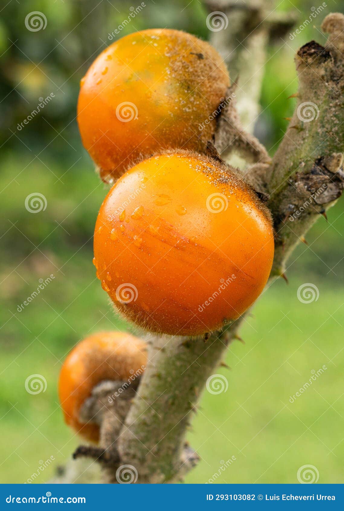 Solanum Quitoense Fruit on the Tree - Lulo Organic Fruit Stock Photo ...