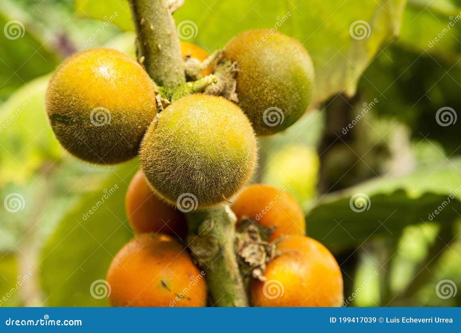Solanum Quitoense Fruit on the Tree - Lulo Organic Fruit Stock Image ...