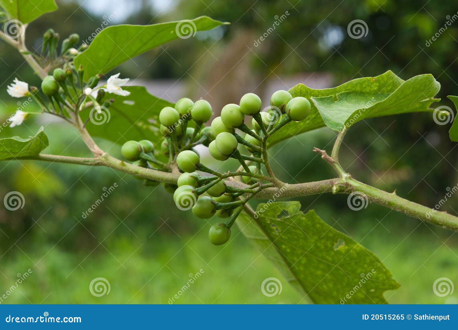 Solanum torvum on the tree stock image. Image of exotic - 20515265