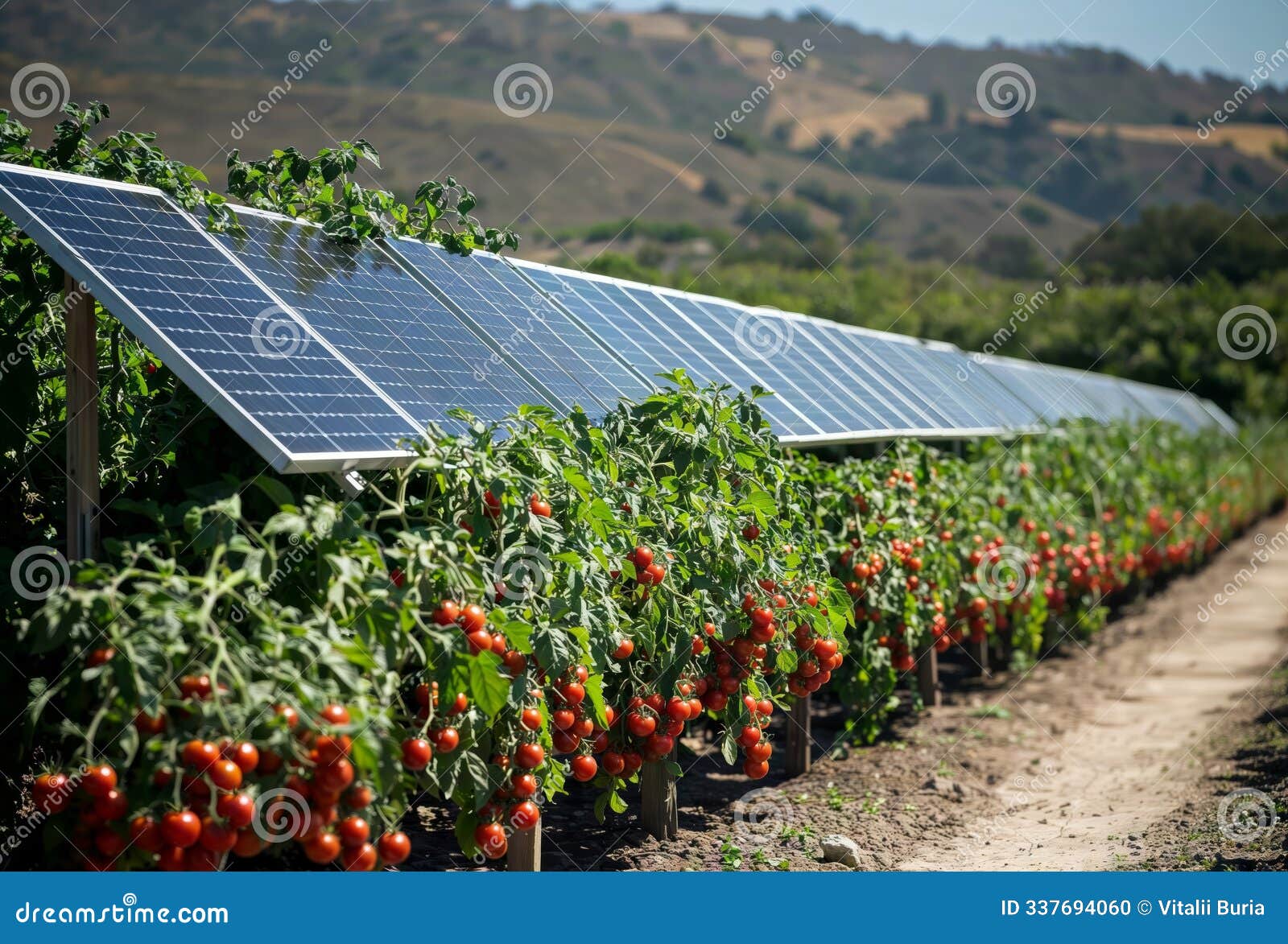 Solar Arrays Supporting Thriving Tomato Crops, Generative Ai Stock ...
