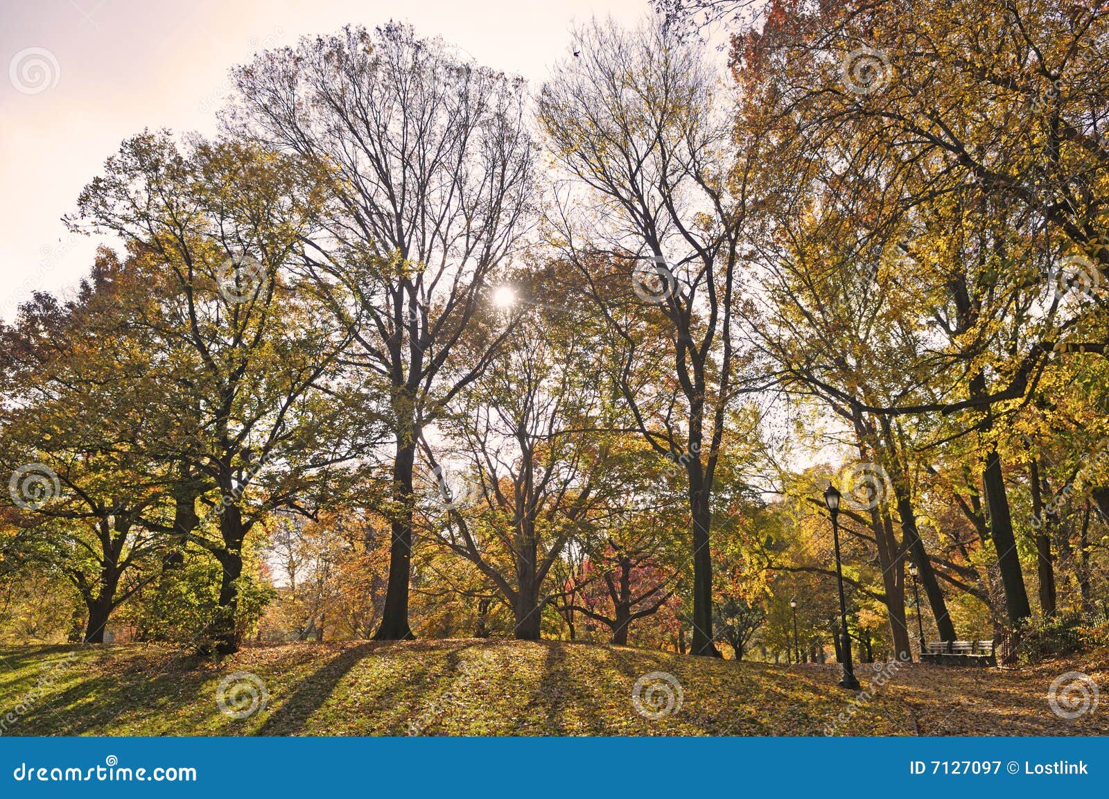 Solar Beams Making the Way through a Trees Stock Image - Image of ohio ...