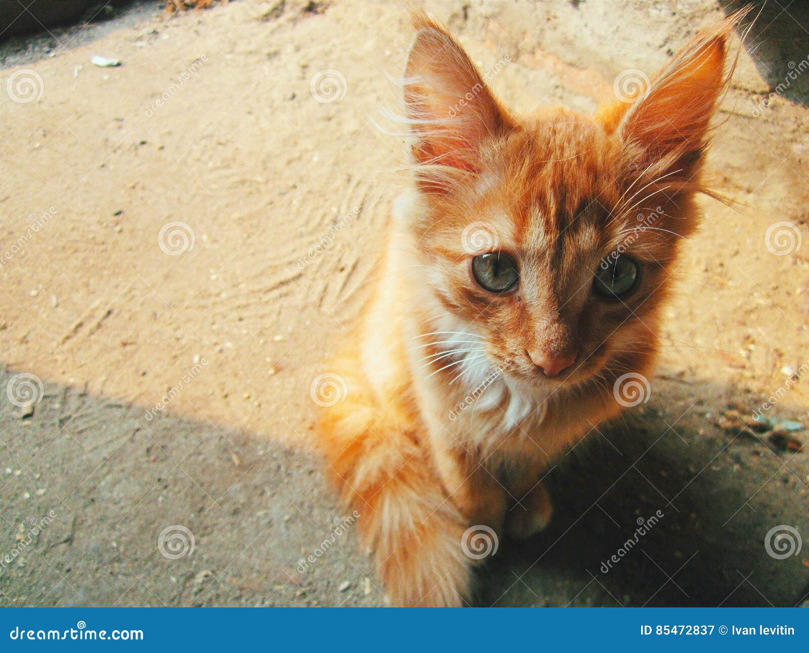 Solar cat stock image. Image of solar, color, beautiful - 85472837