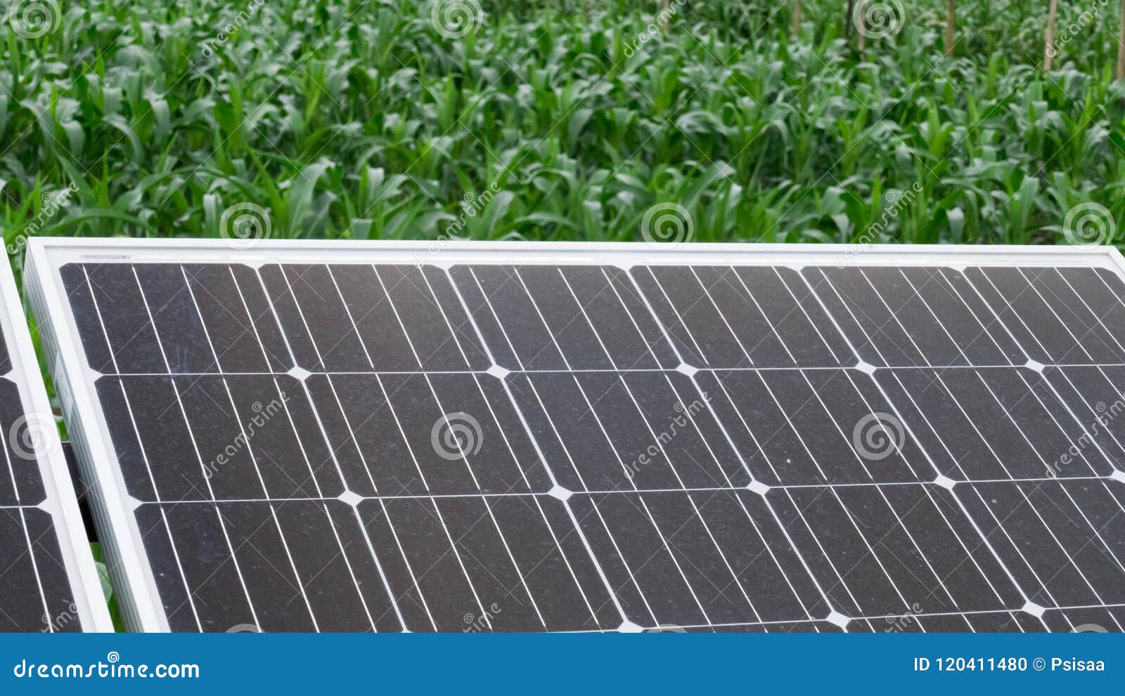 Solar Cell in Farm. Photovoltaic Module for Agriculture. Stock Photo ...