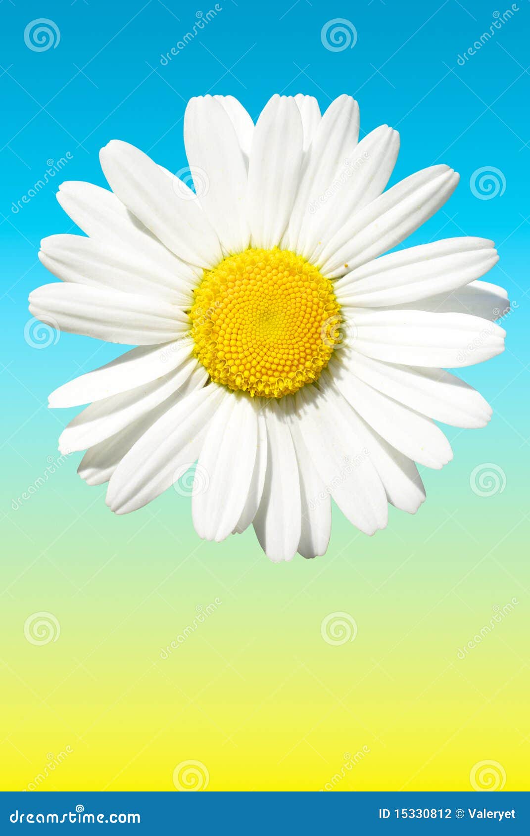 482 Solar Daisy Photos - Free & Royalty-Free Stock Photos from Dreamstime