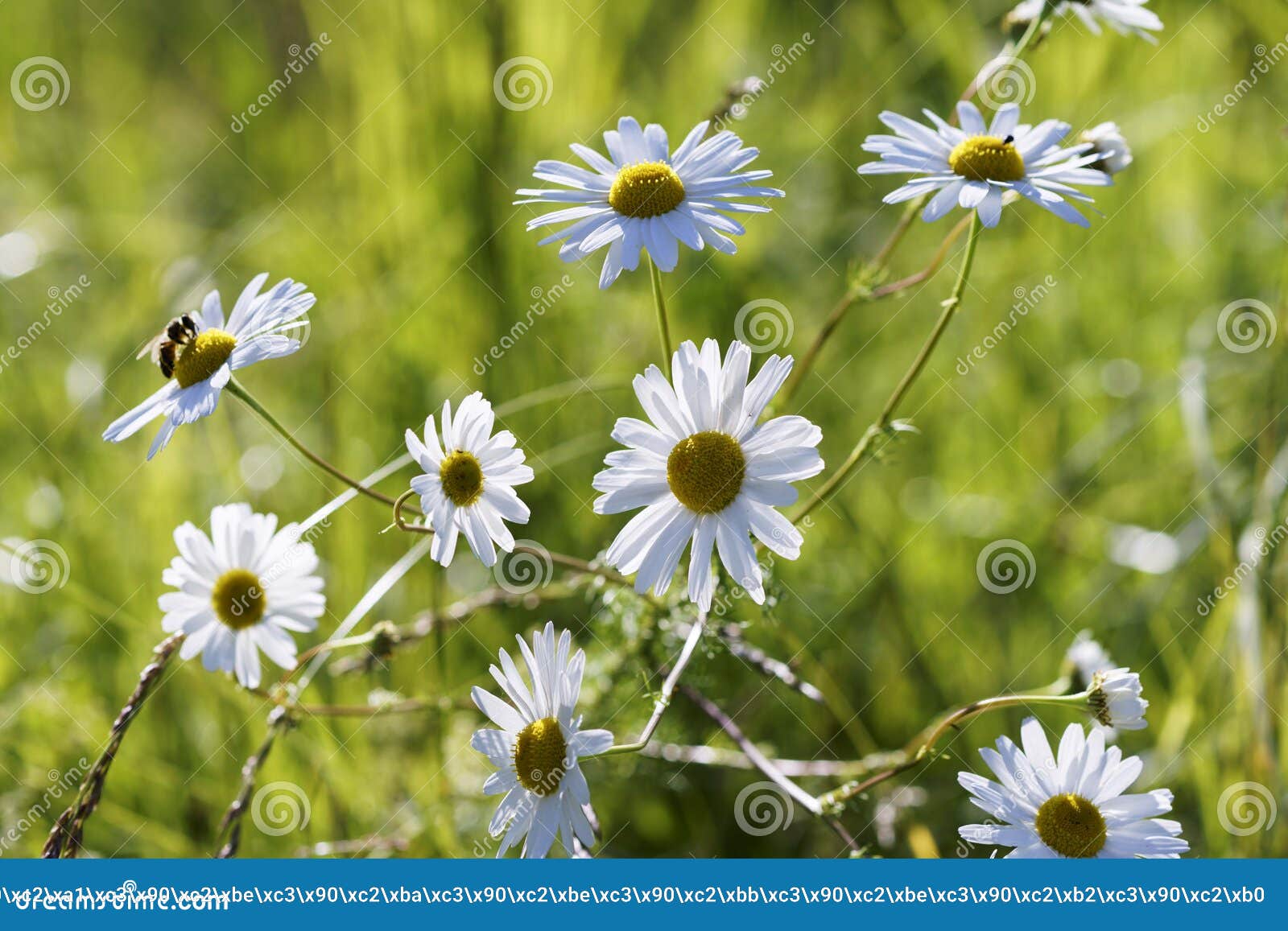 Solar Daisy Flower in Green Grass Stock Image - Image of couple ...