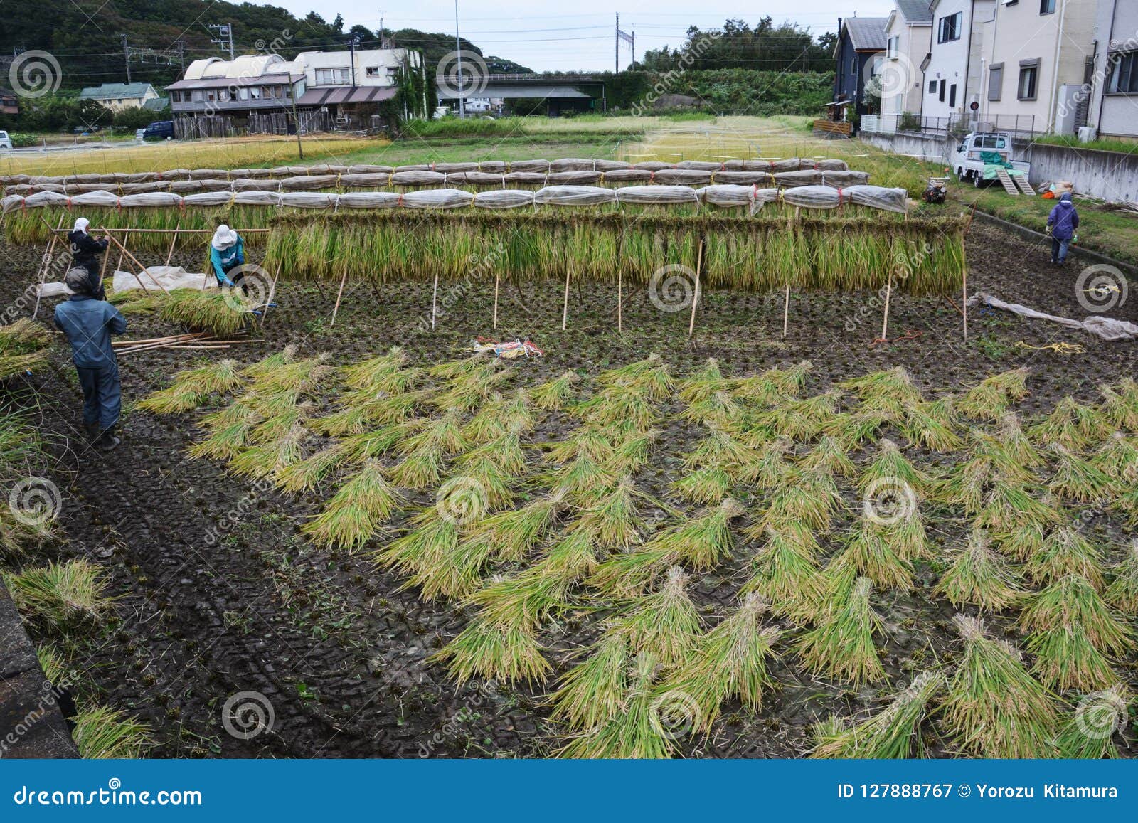 Traditional Farm Work in Japan Editorial Photography - Image of clear ...