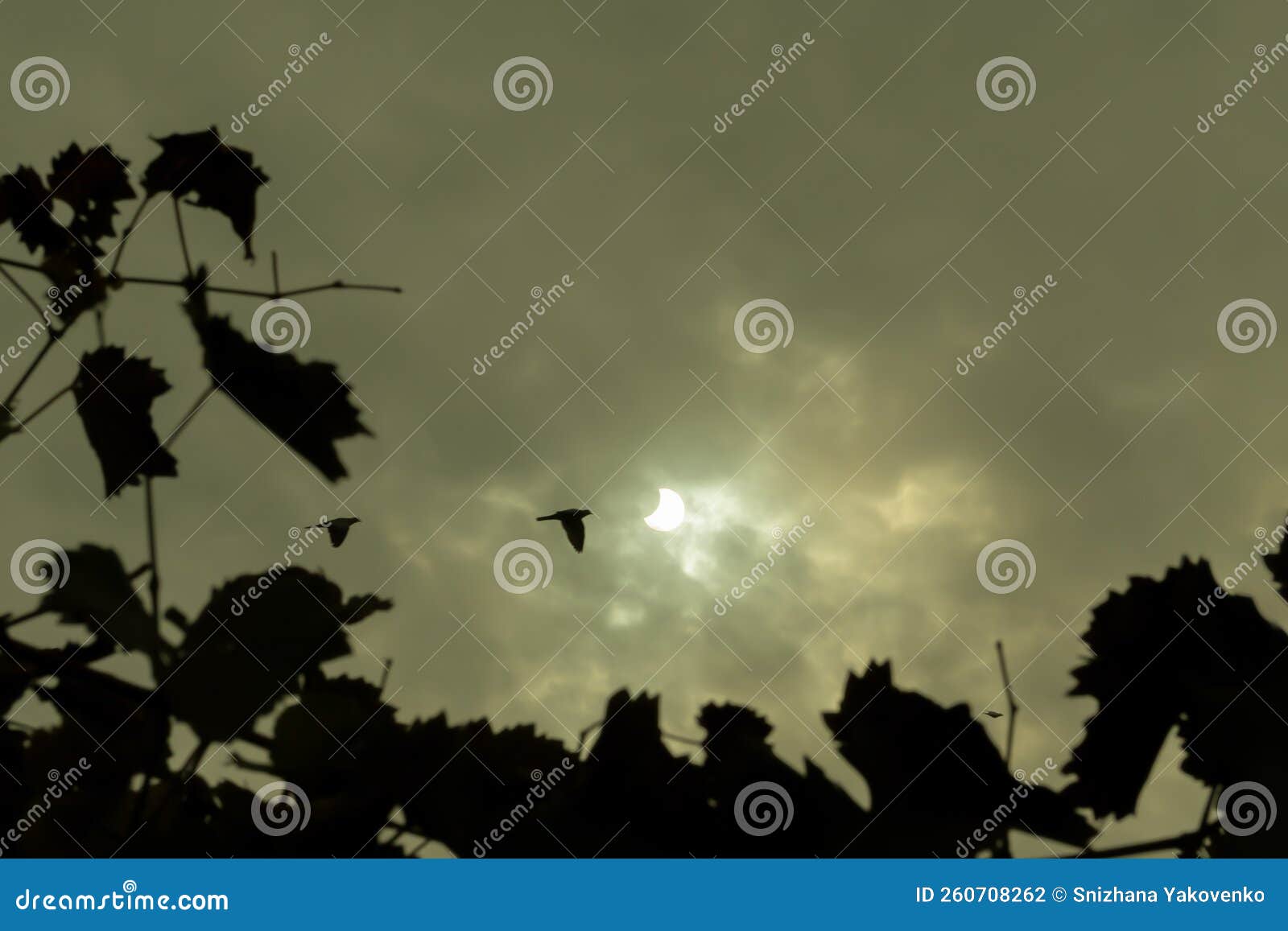 Solar Eclipse. Astronomical Phenomenon. the Moon Partially Covers the ...