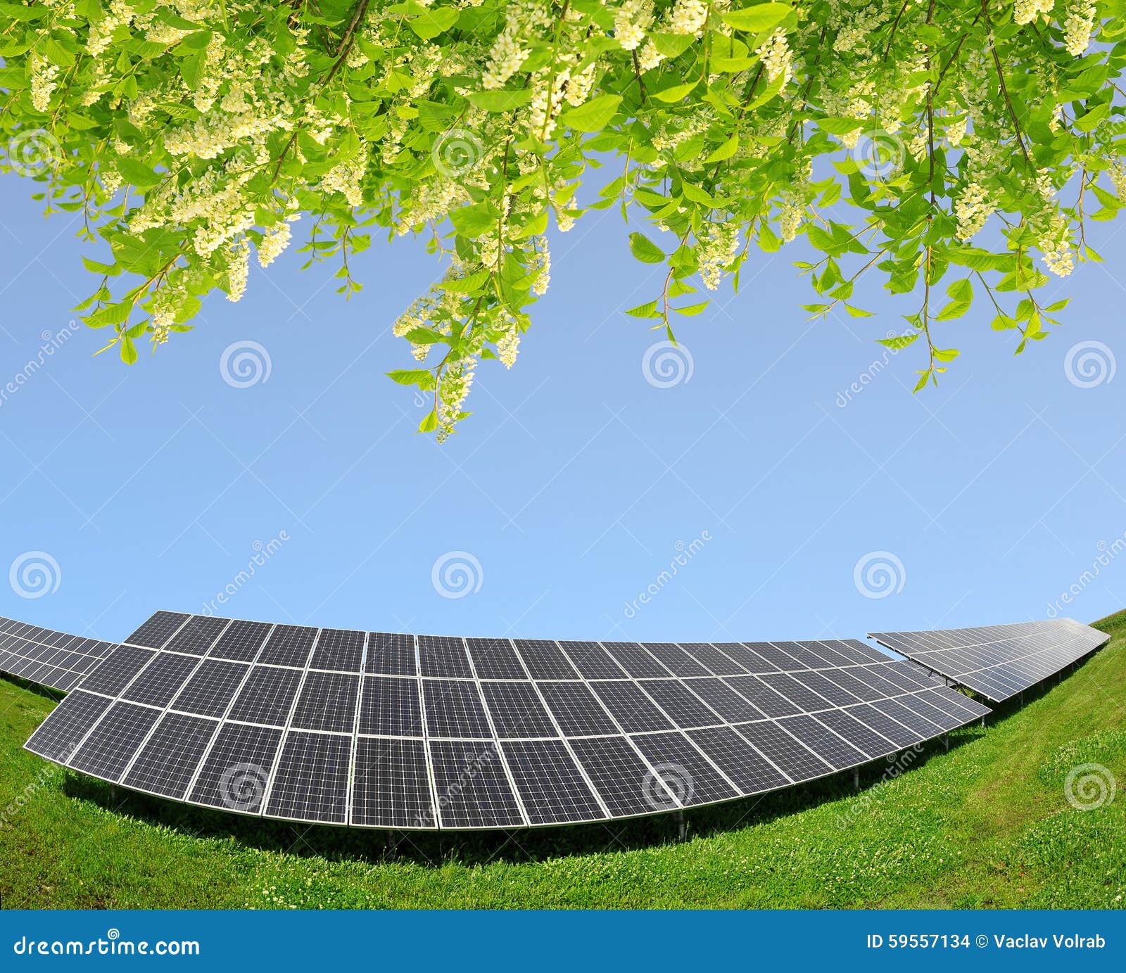 Solar energy panels stock photo. Image of cells, branch - 59557134