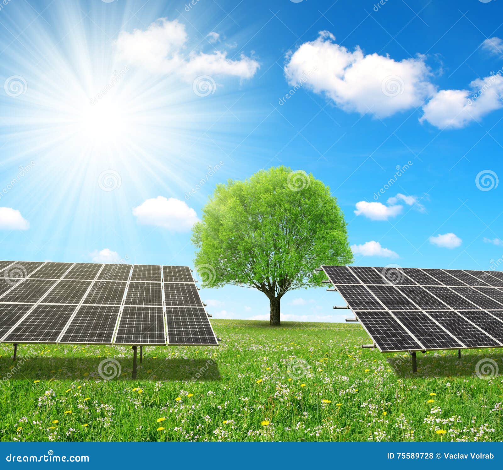 Solar Energy Panels and Tree on Meadow. Stock Photo - Image of solar ...