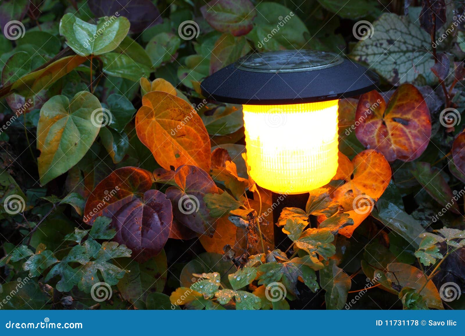 Solar light stock photo. Image of energy, solar, leaves - 11731178