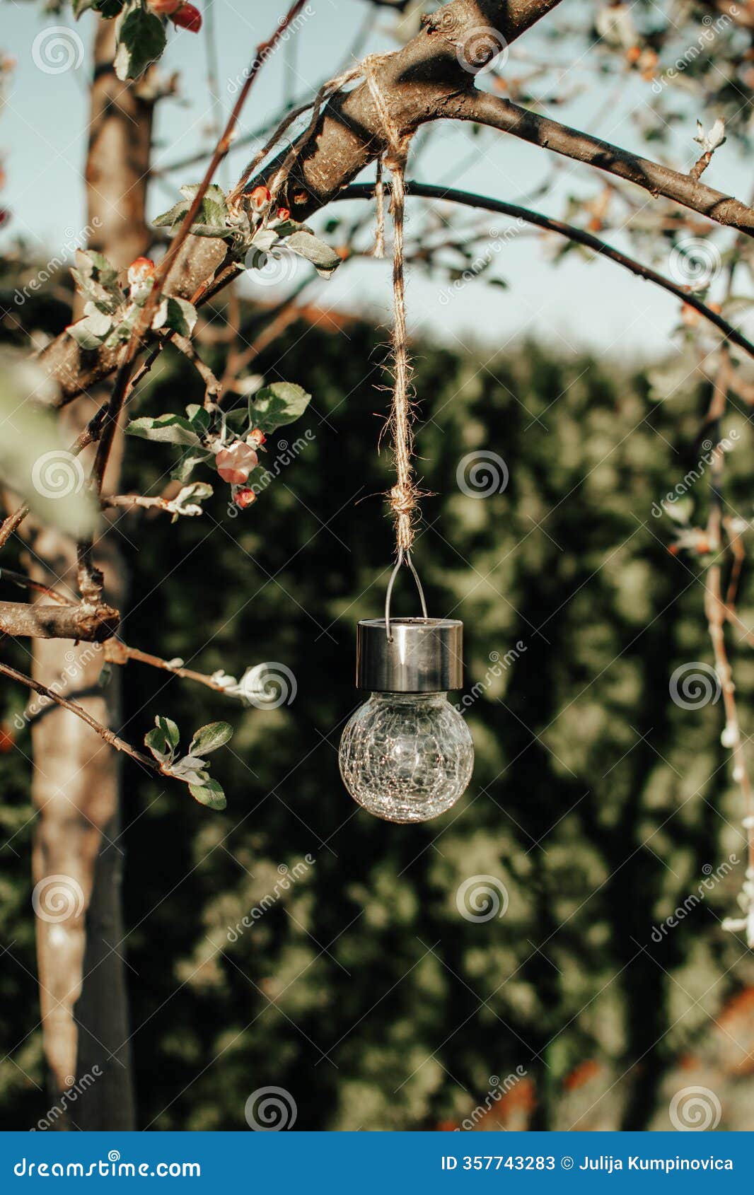 Solar Light Bulb is Hanging on the Apple Tree Branch in the Garden ...