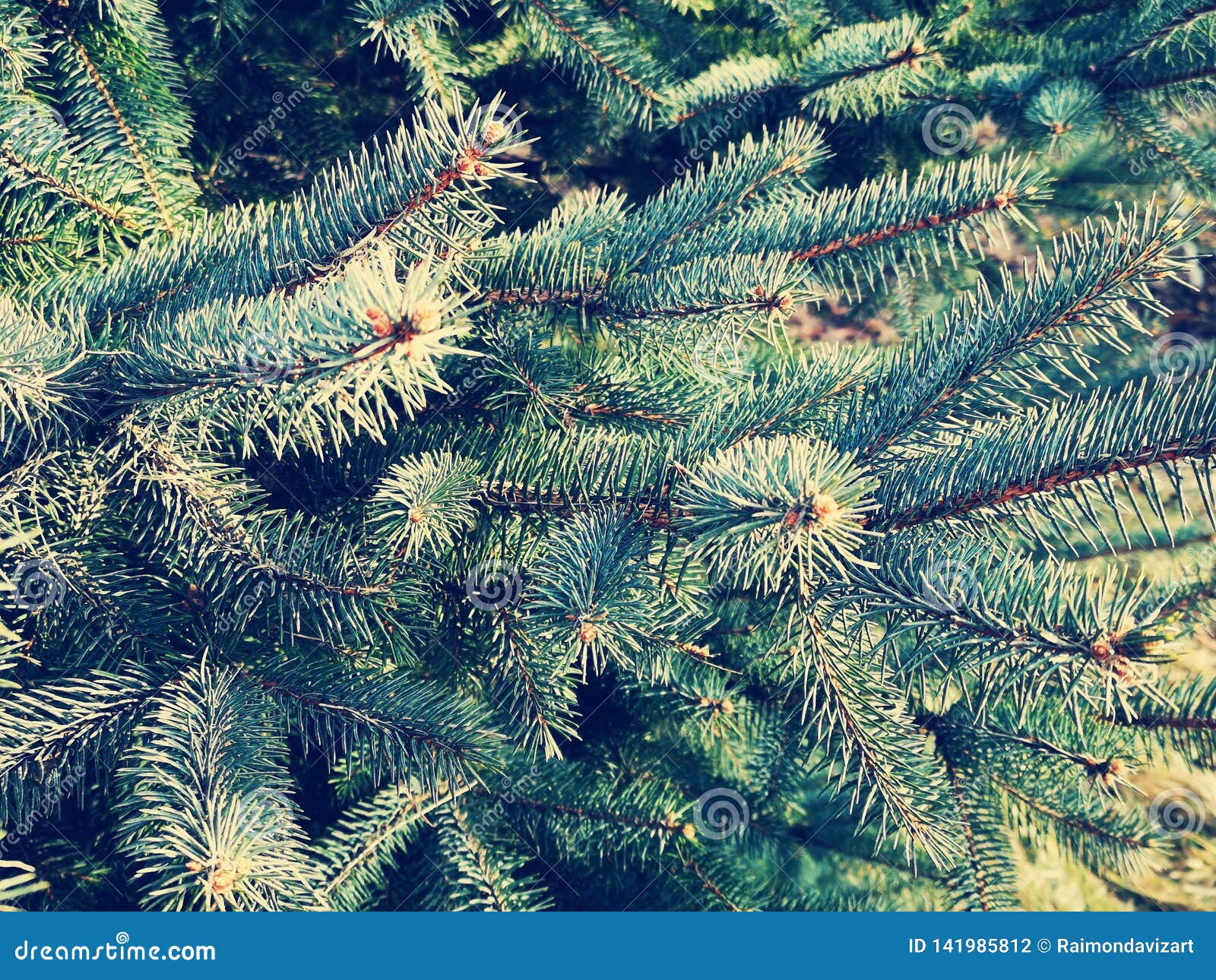 Solar-lit spruce branches stock photo. Image of solarlit - 141985812