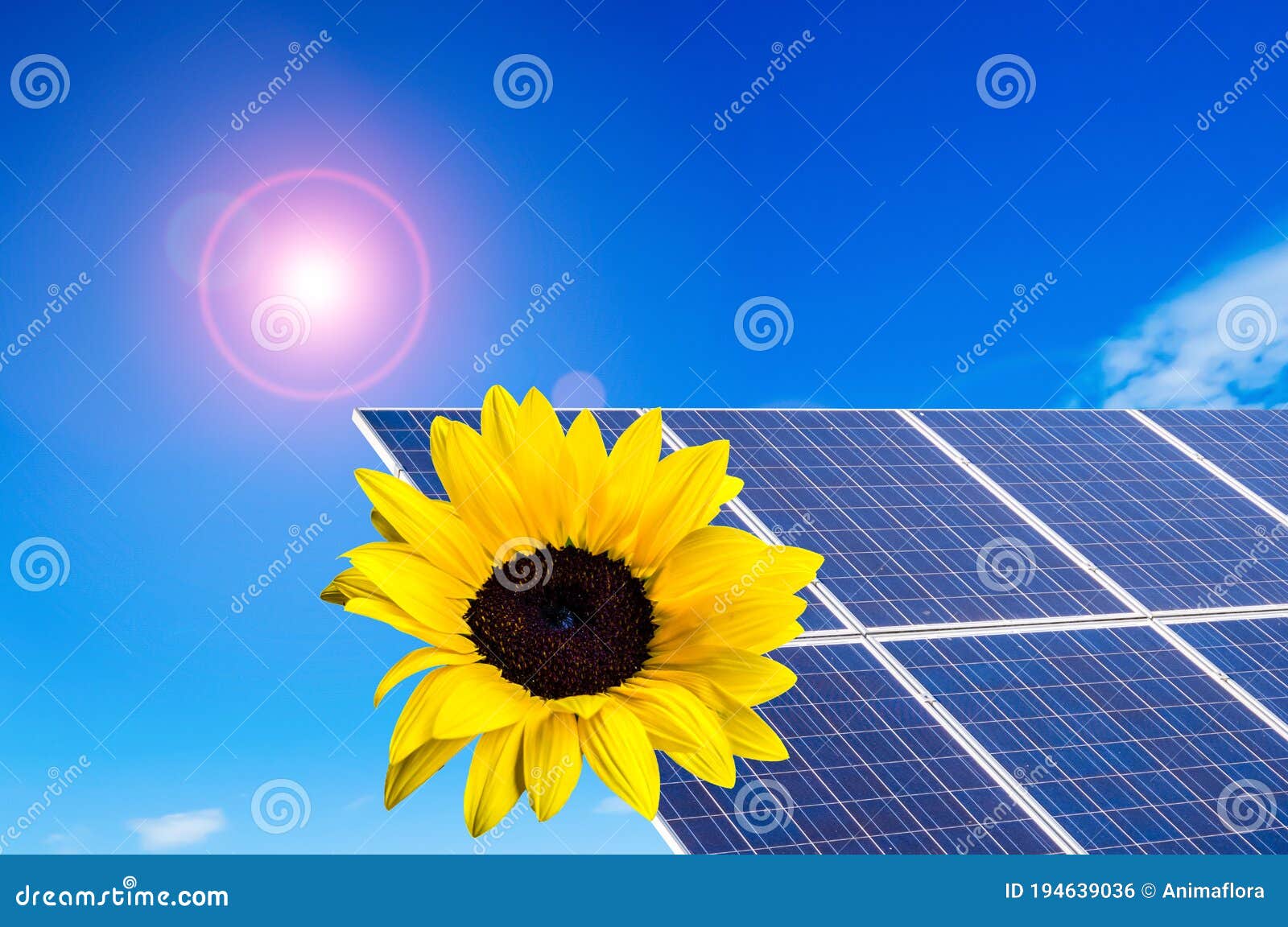 Solar Panel Energy with Sunflower Stock Photo - Image of field, ecology ...