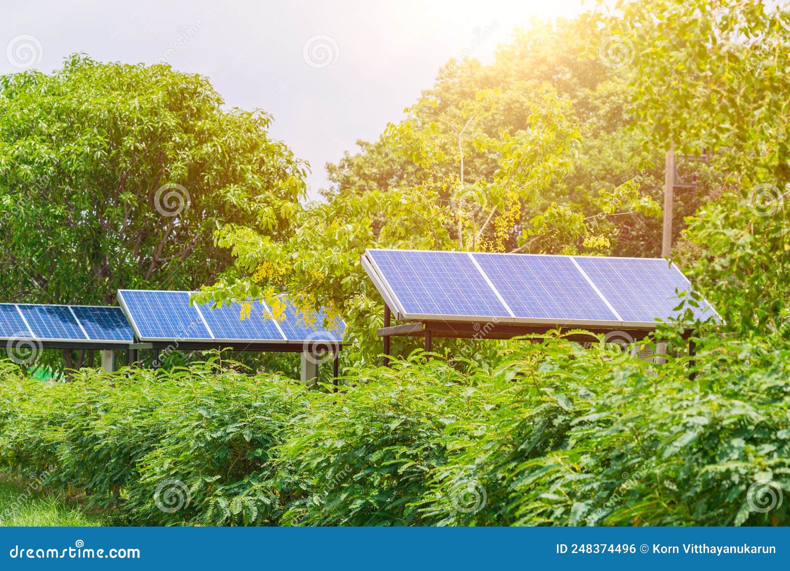 Solar Panel in the Forest Power Tower Around with Green Tree in ...