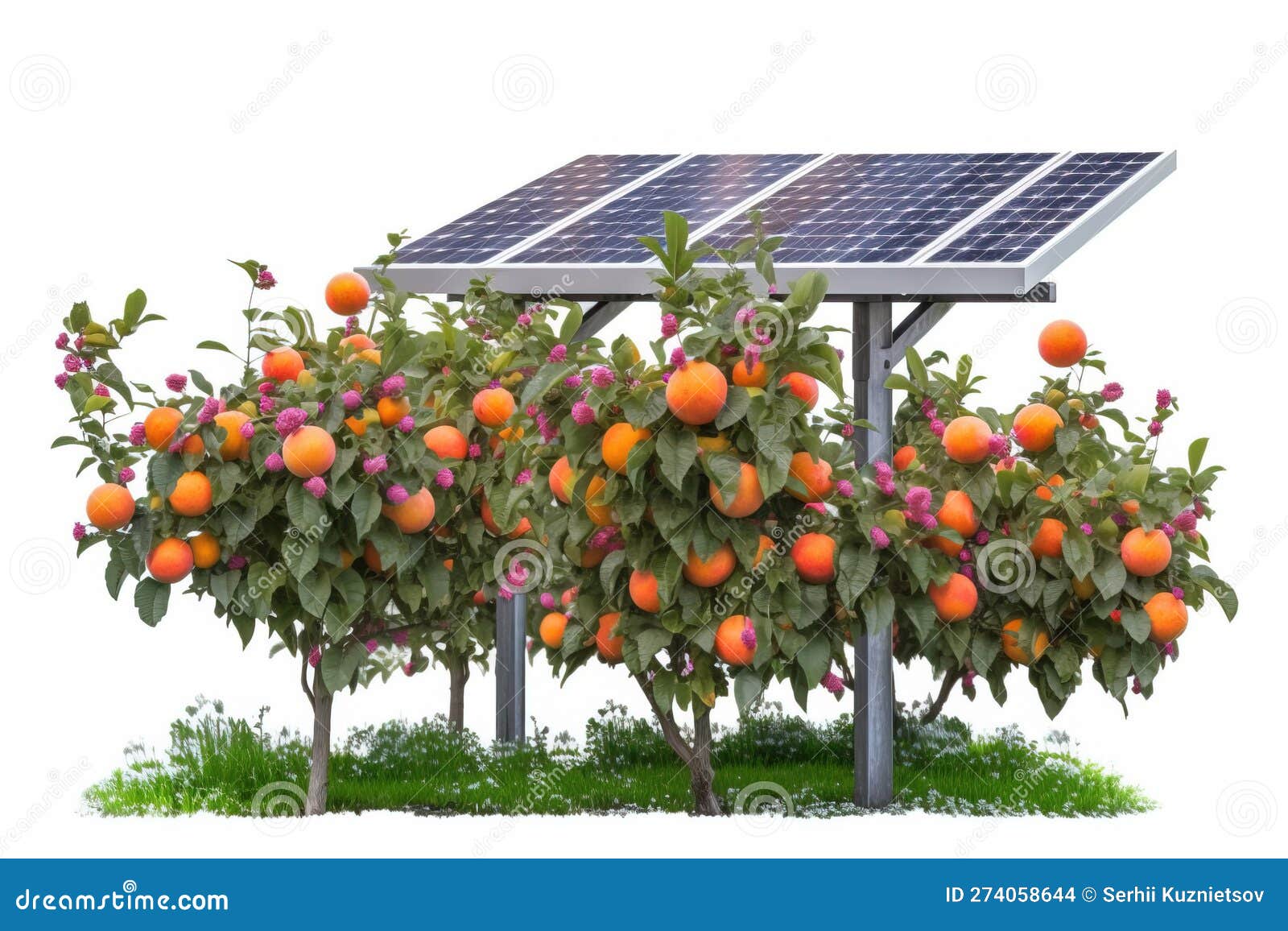 Solar Panel in Fruit Trees on White Background, Isolate. Clean ...