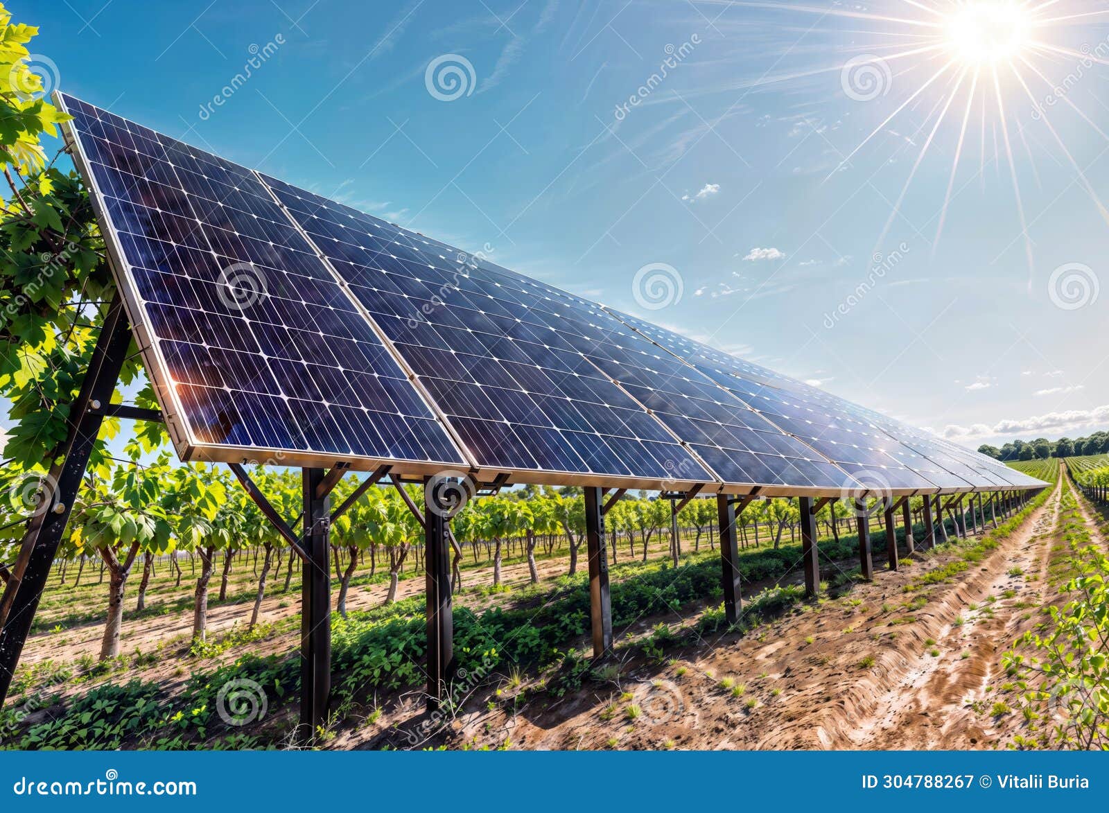 Grapevine Glow: a Solar Panel Illuminates a Vineyard with Sunlight ...