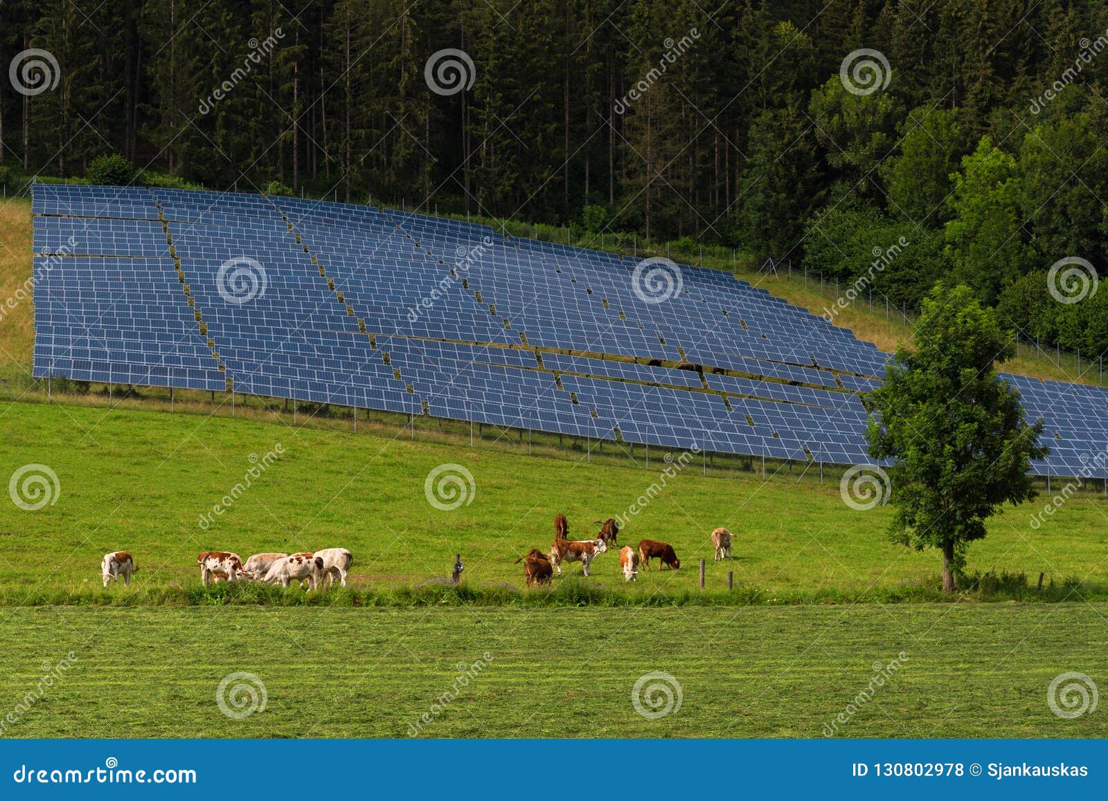 Solar Panel Power System by the Forest Stock Photo - Image of panorama ...