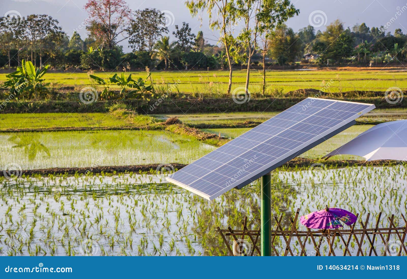 Solar Panel in the Rice Field Stock Photo - Image of roof, ecological ...
