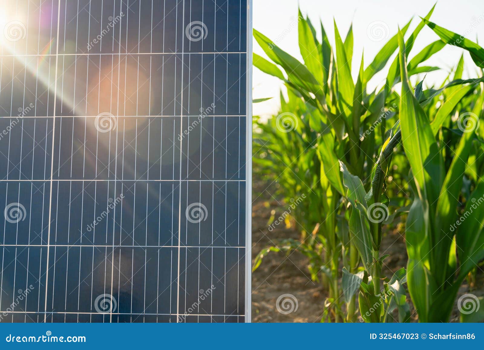 Solar Panel and Wind Turbine on a Corn Field. Sustainable Energy Stock ...