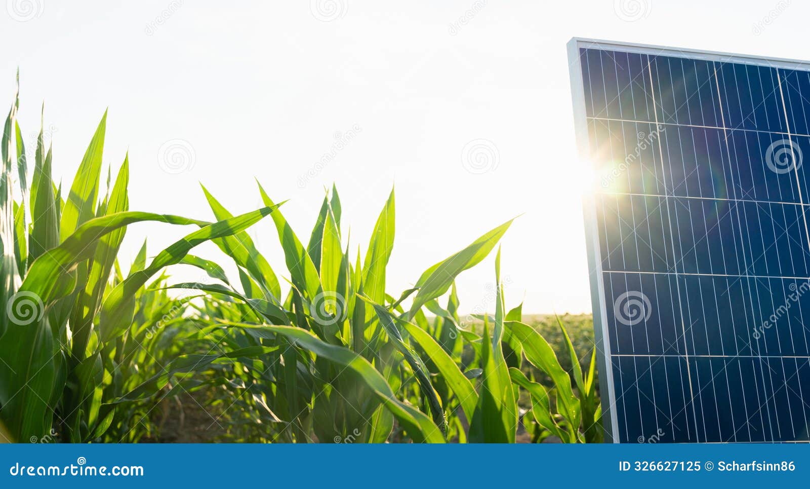 Solar Panel and Wind Turbine on a Corn Field. Sustainable Energy Stock ...