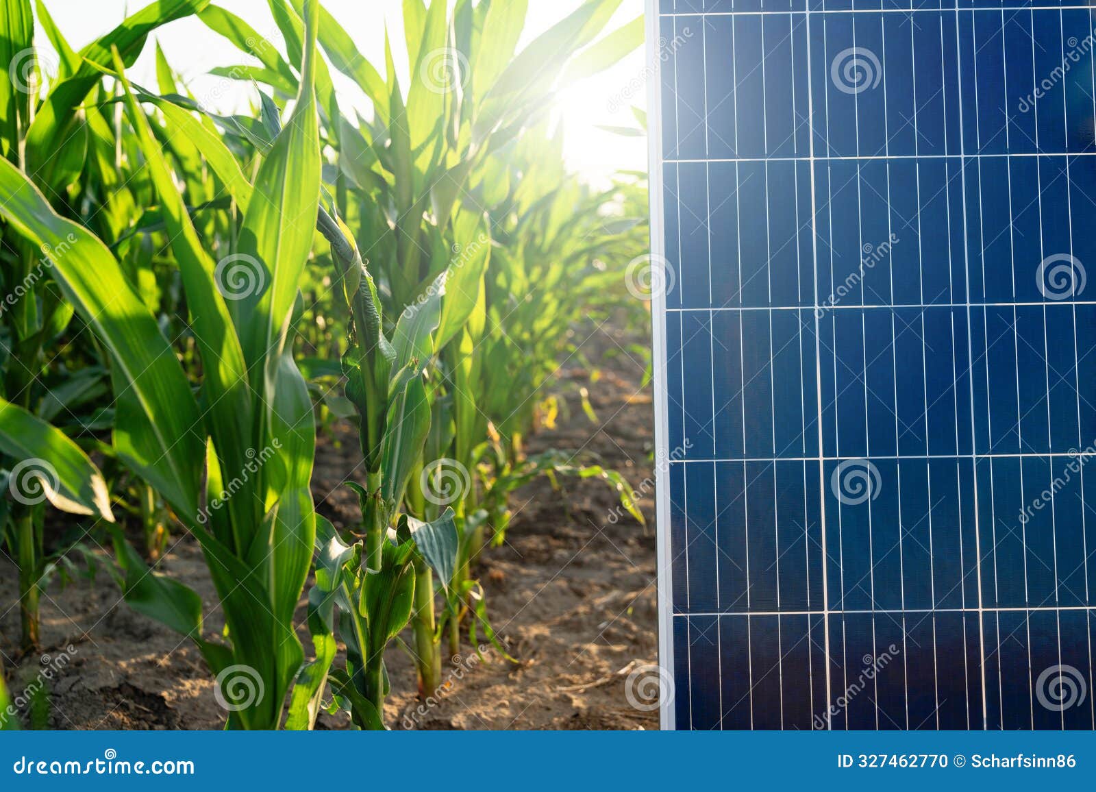 Solar Panel and Wind Turbine on a Corn Field. Sustainable Energy Stock ...