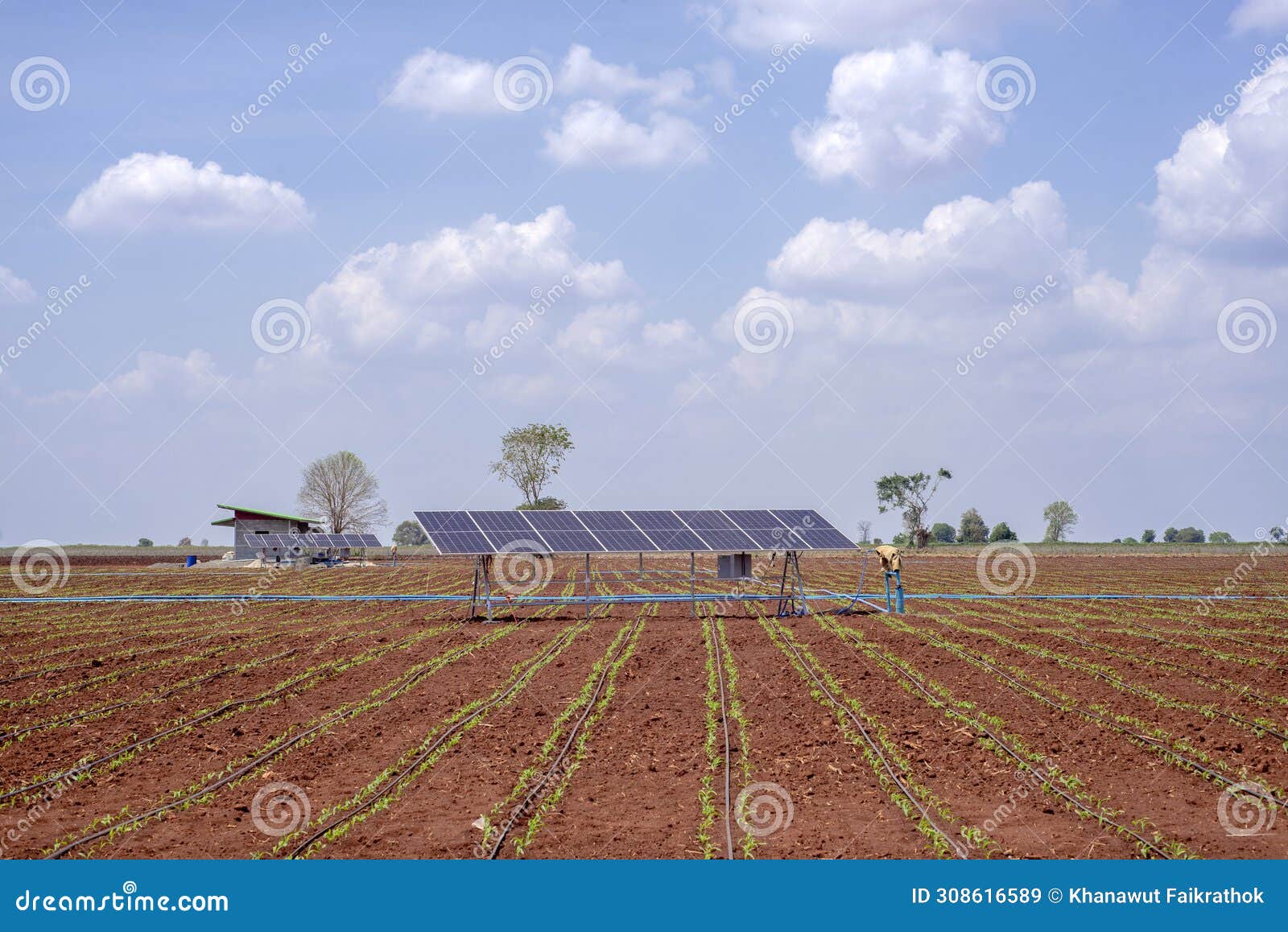Solar Panels for Irrigation Systems in Farmer S Corn Fields Stock Image ...