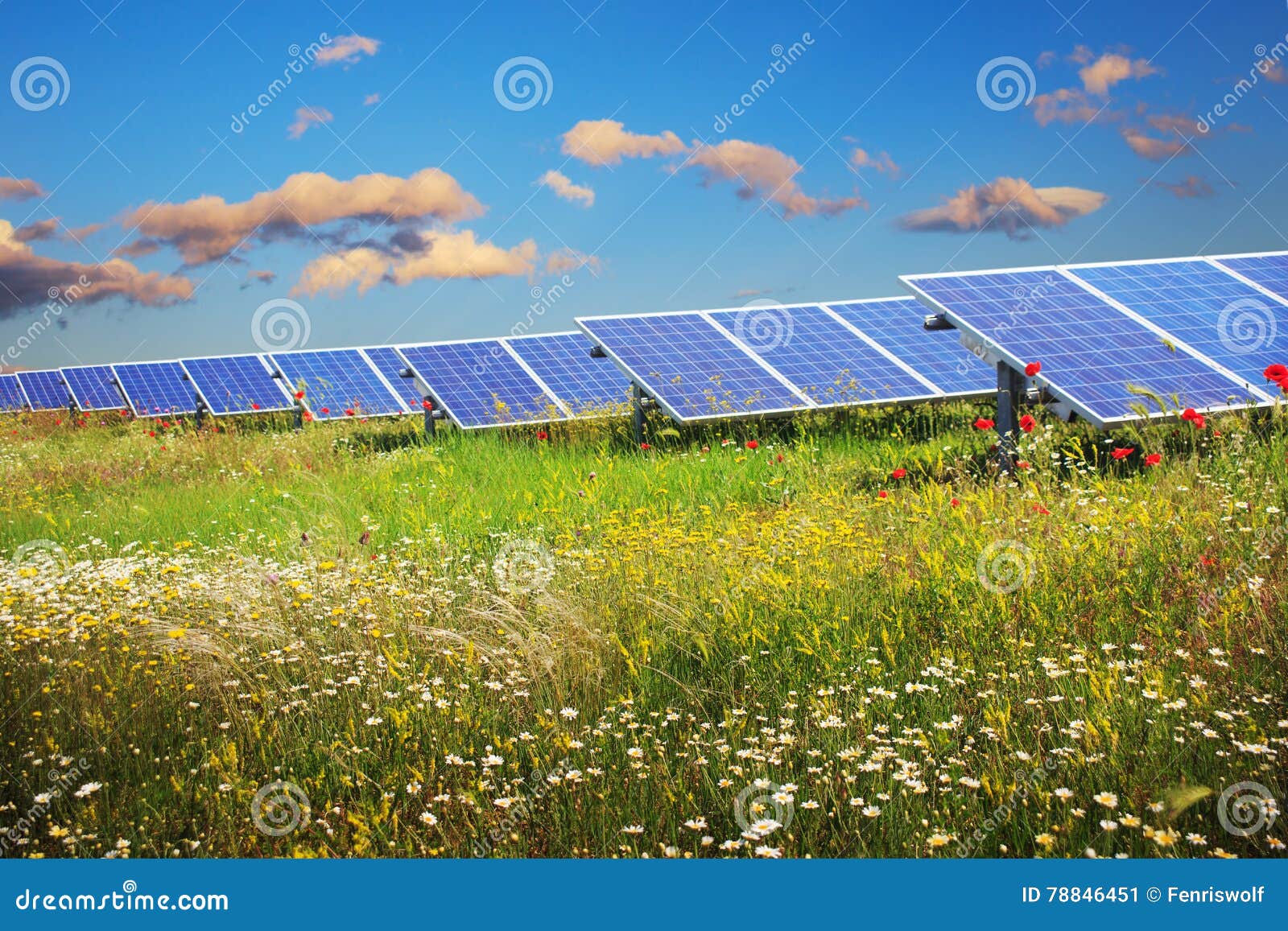 Solar Panels Under Blue Sky on Field of Flowers Stock Image - Image of ...