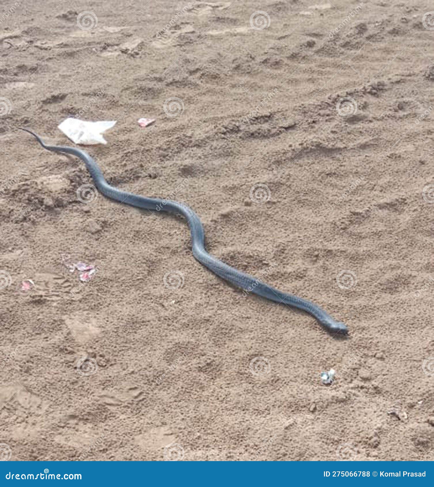 Thar Desert Snakes