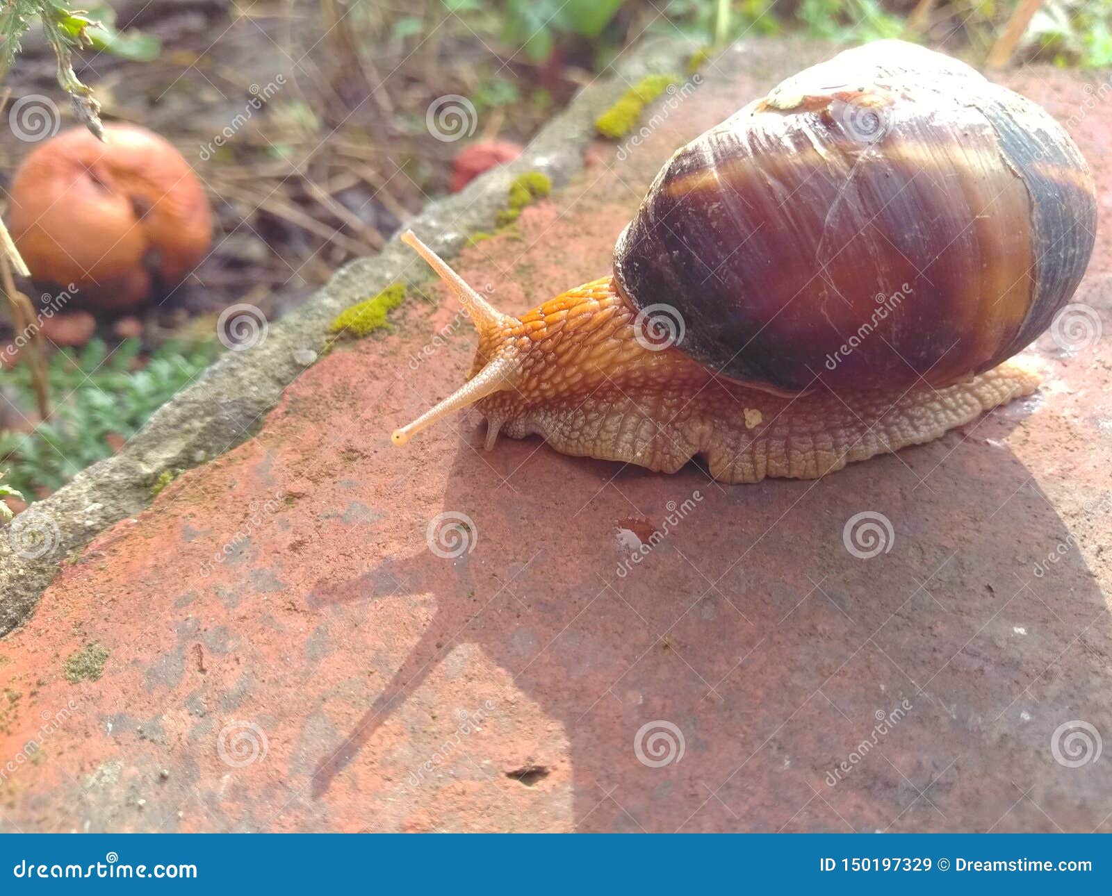 Solar snail with shadow stock image. Image of green - 150197329