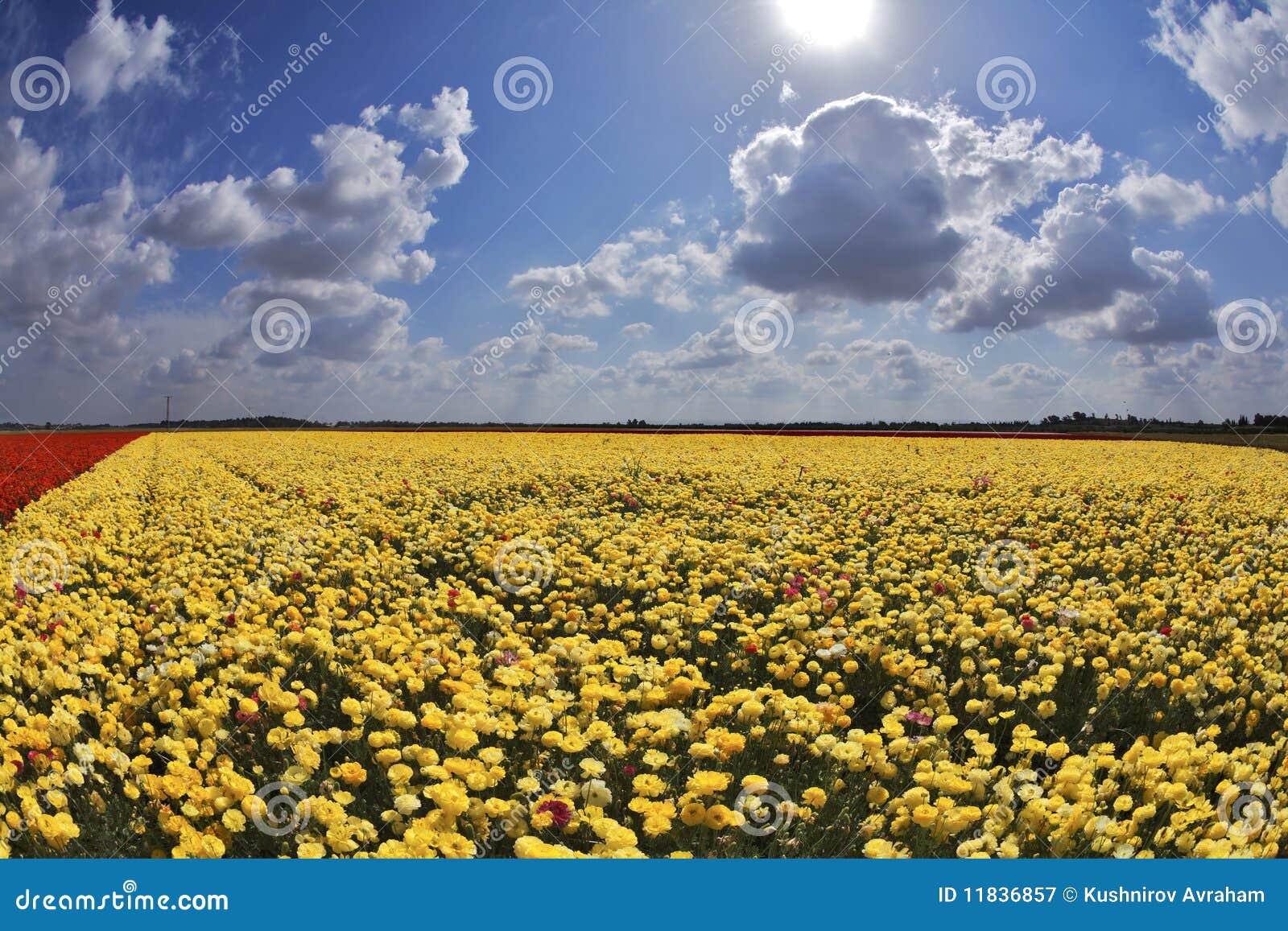 Solar spring day stock image. Image of objects, flower - 11836857
