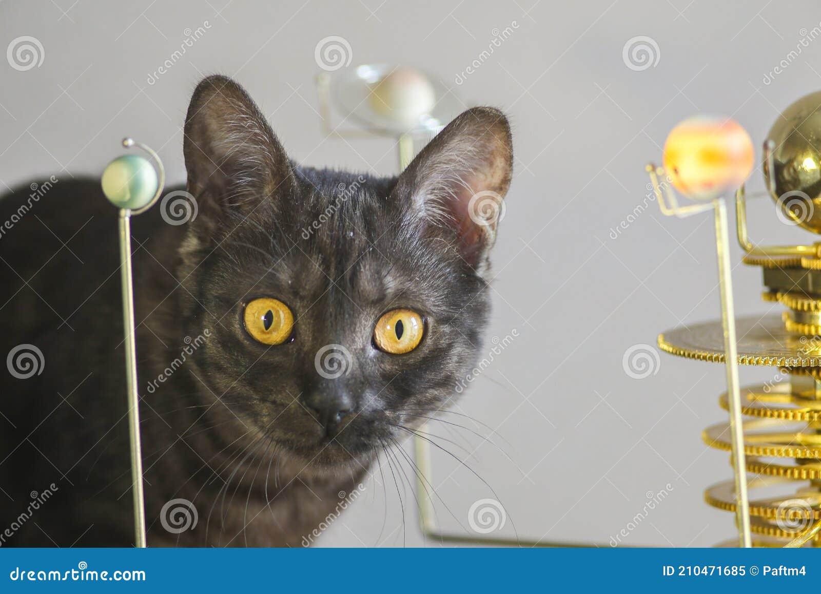 Solar System Model Close Up and Black Cat on White Background Stock ...