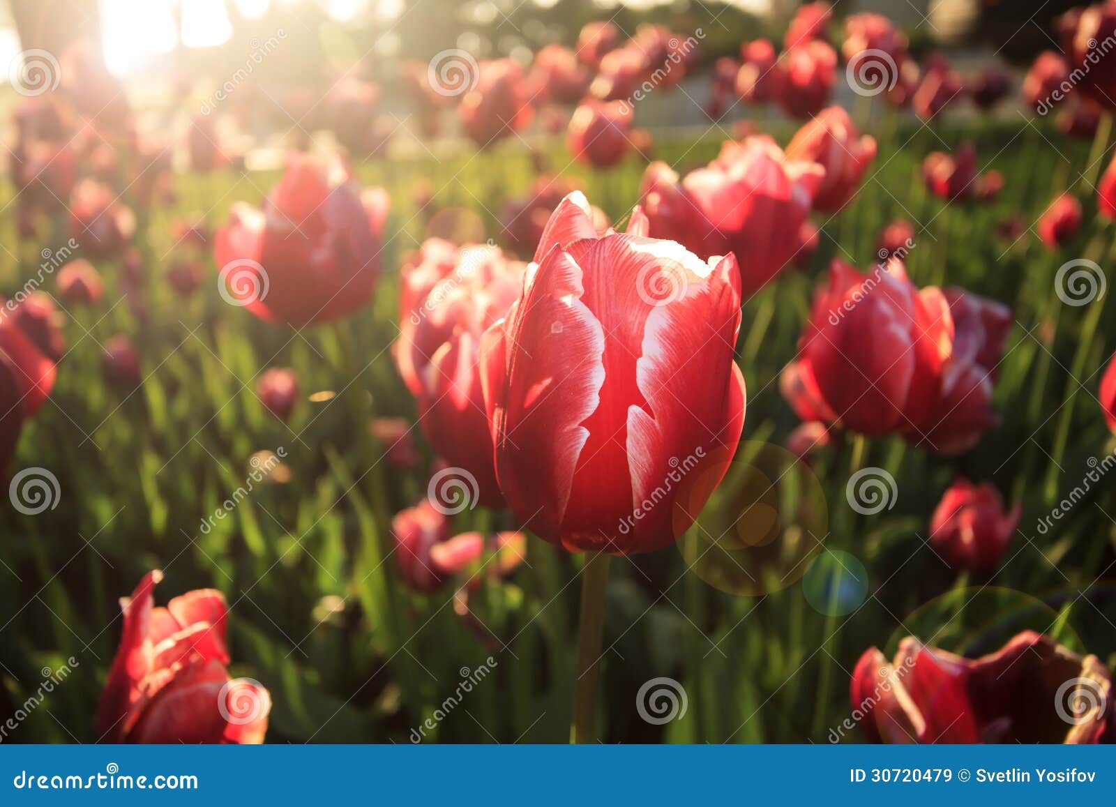 Solar tulips. stock image. Image of garden, flowers, tulips - 30720479