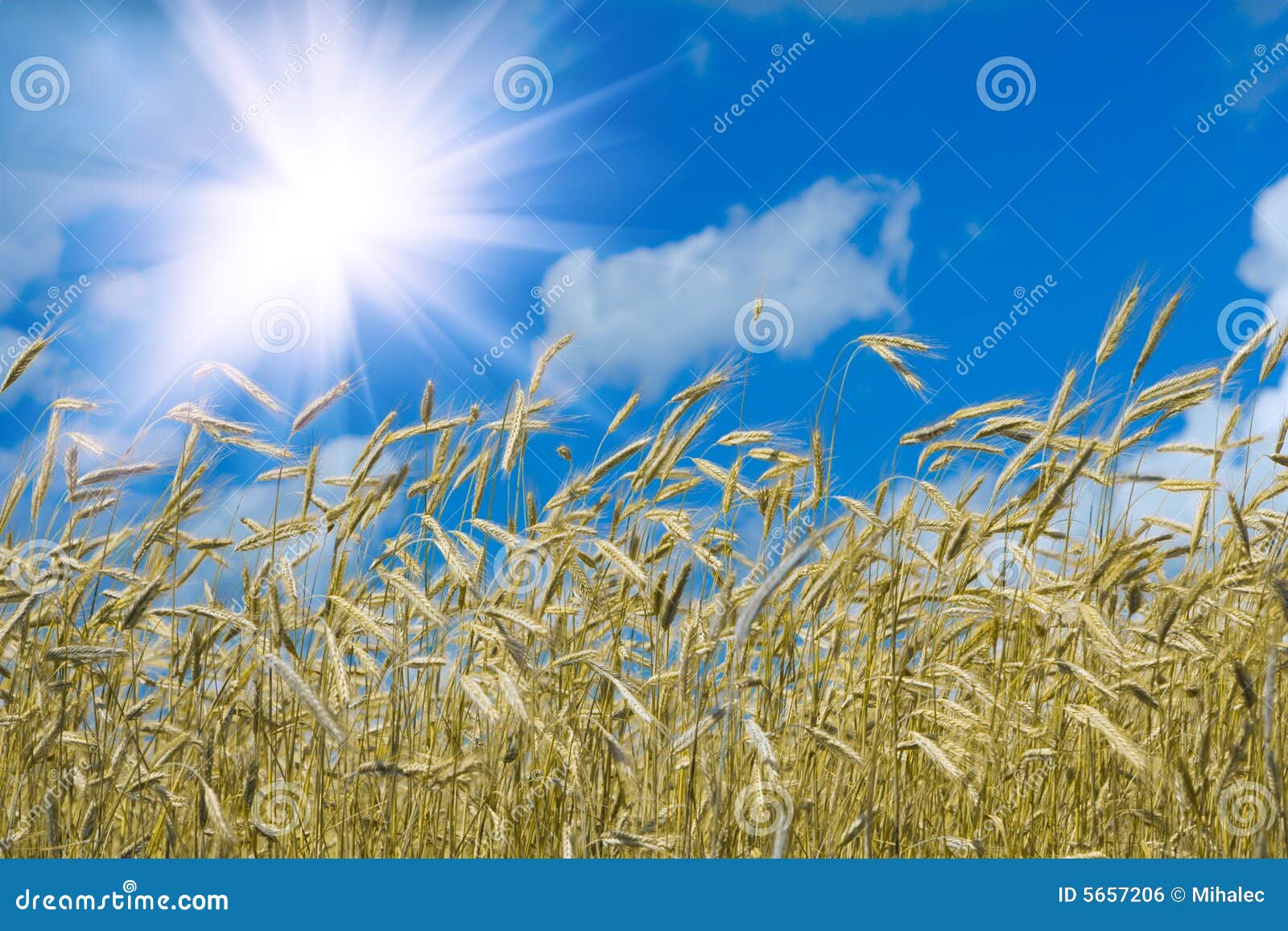 Solar wheat stock photo. Image of cereal, farm, blue, agriculture - 5657206