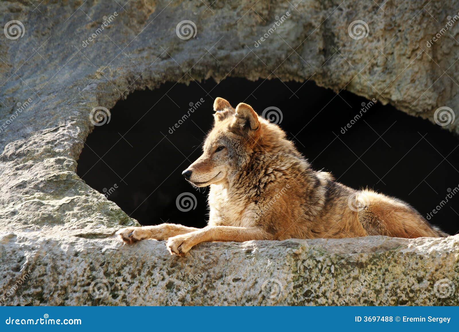 Solar wolf stock photo. Image of observing, outdoors, countryside - 3697488