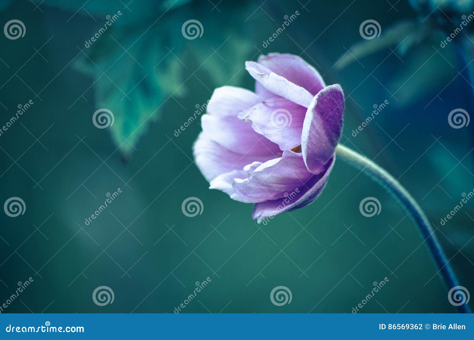 Solas flores rosadas foto de archivo. Imagen de rosa - 86569362