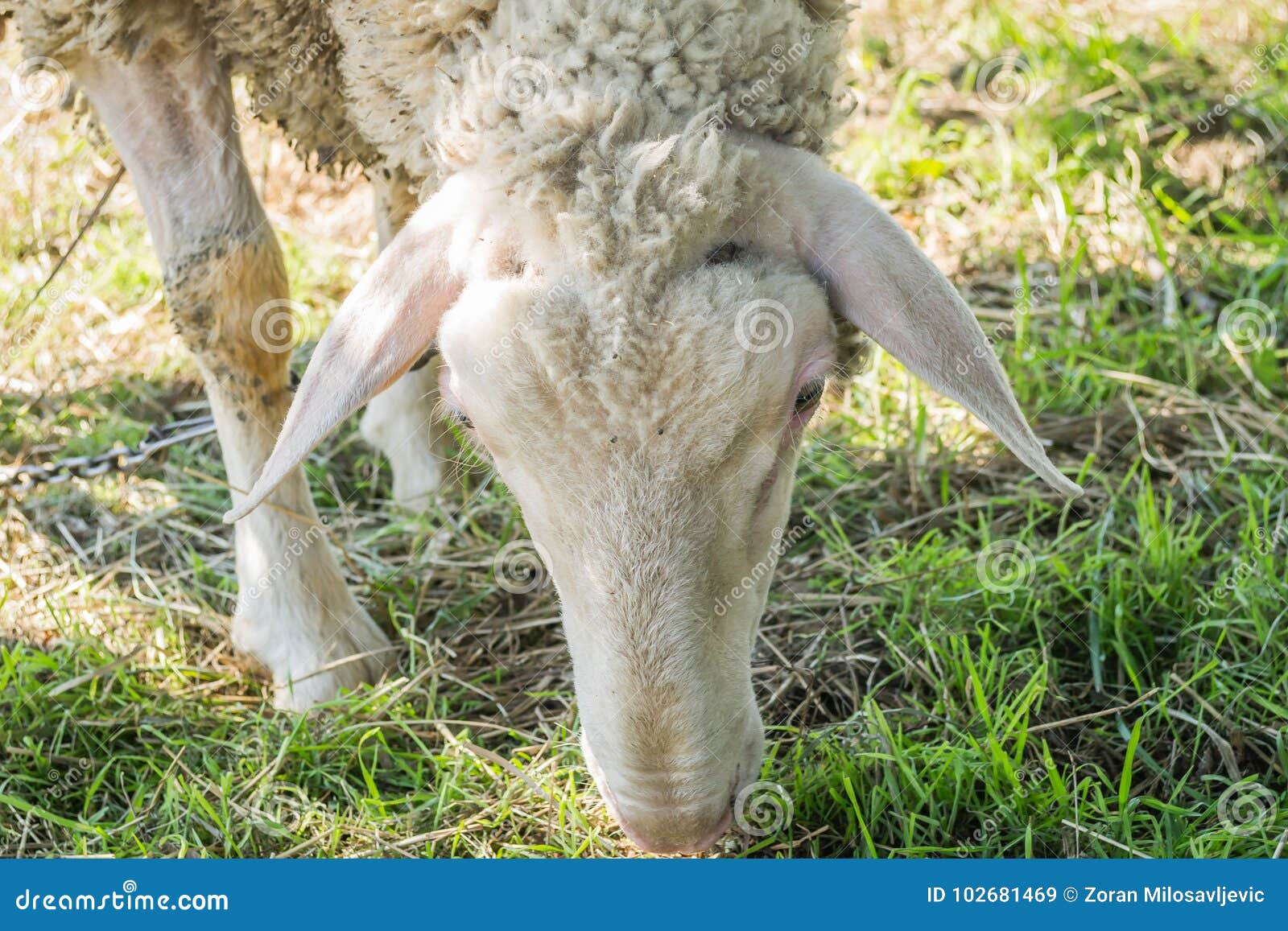 Solas Ovejas Blancas Que Pastan Imagen de archivo - Imagen de farmland ...