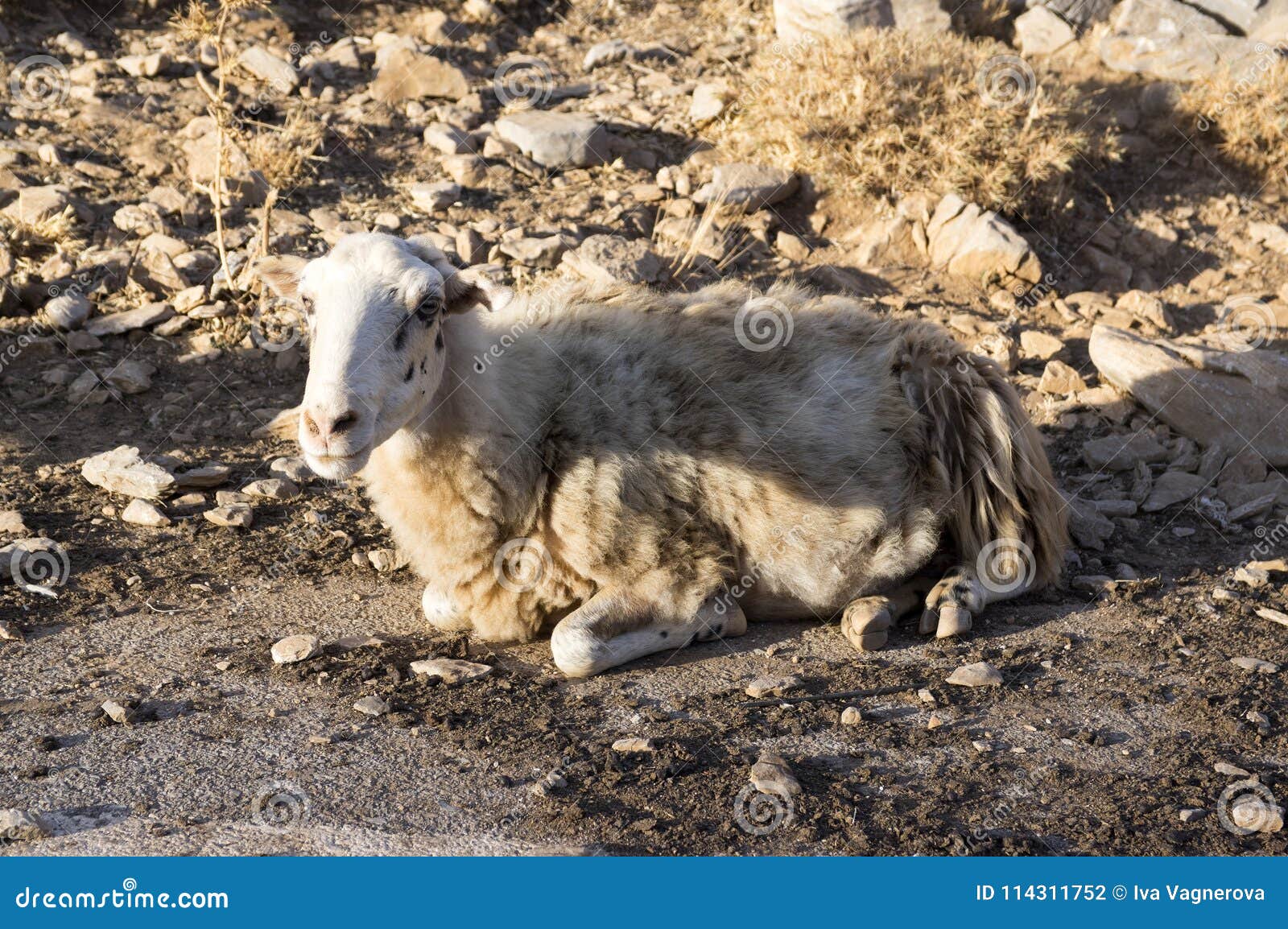 Solas Ovejas Que Se Relajan En Pasto Foto de archivo - Imagen de hierba ...