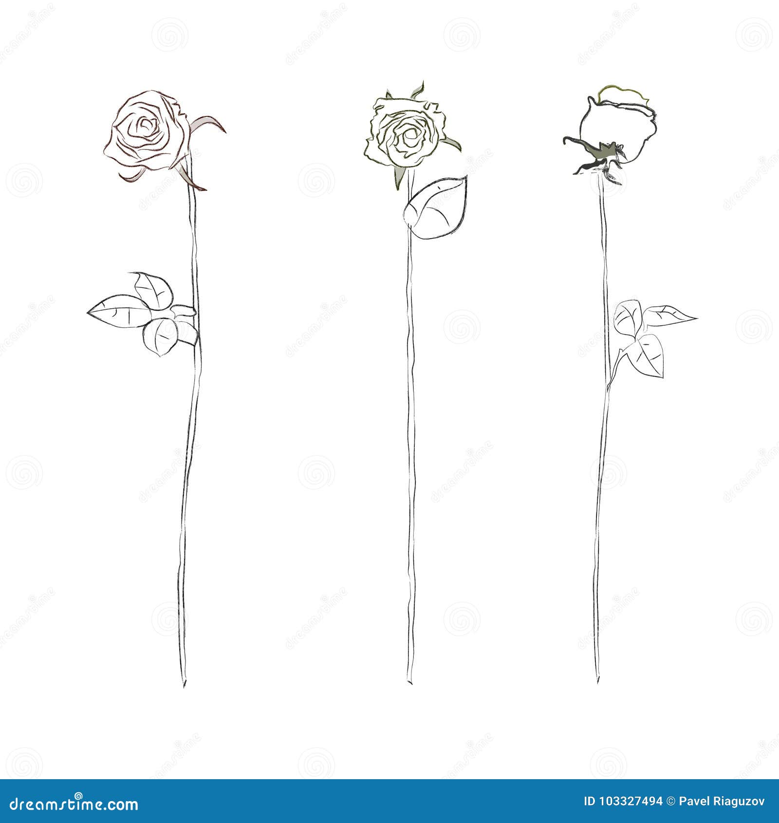 Solas rosas hermosas stock de ilustración. Ilustración de rosa - 103327494