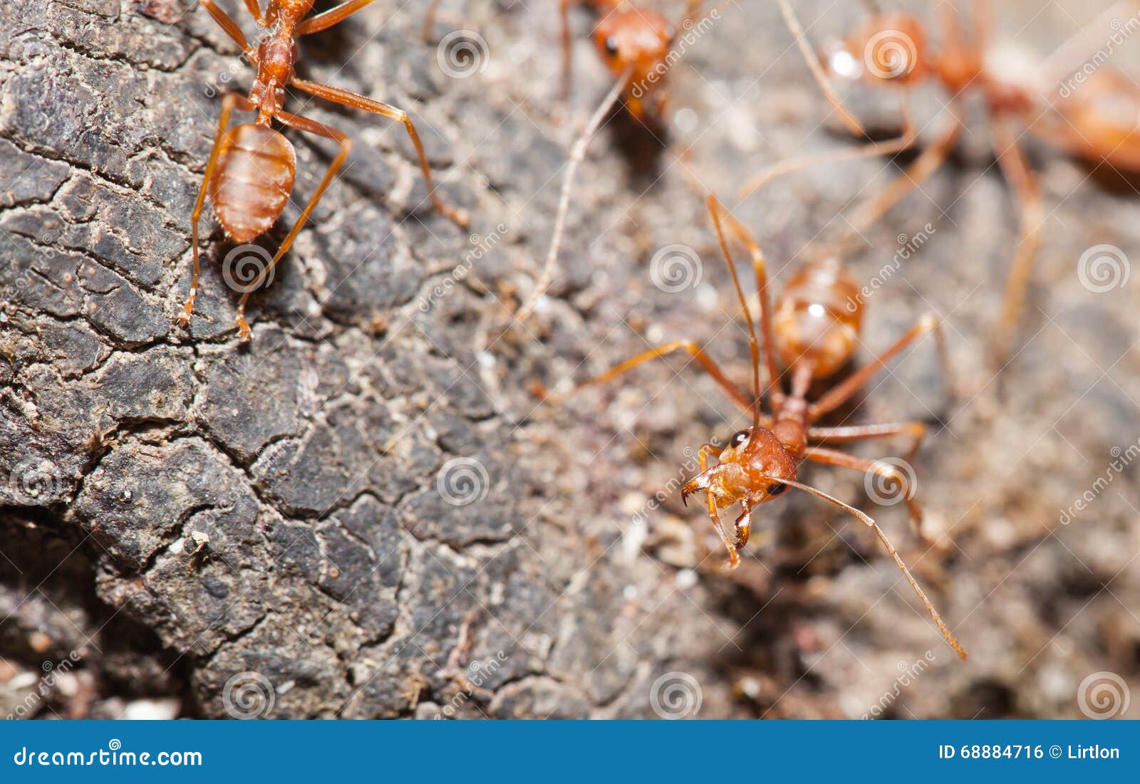 Soldier Ant Protect Working Ant in the Nature Stock Photo - Image of ...