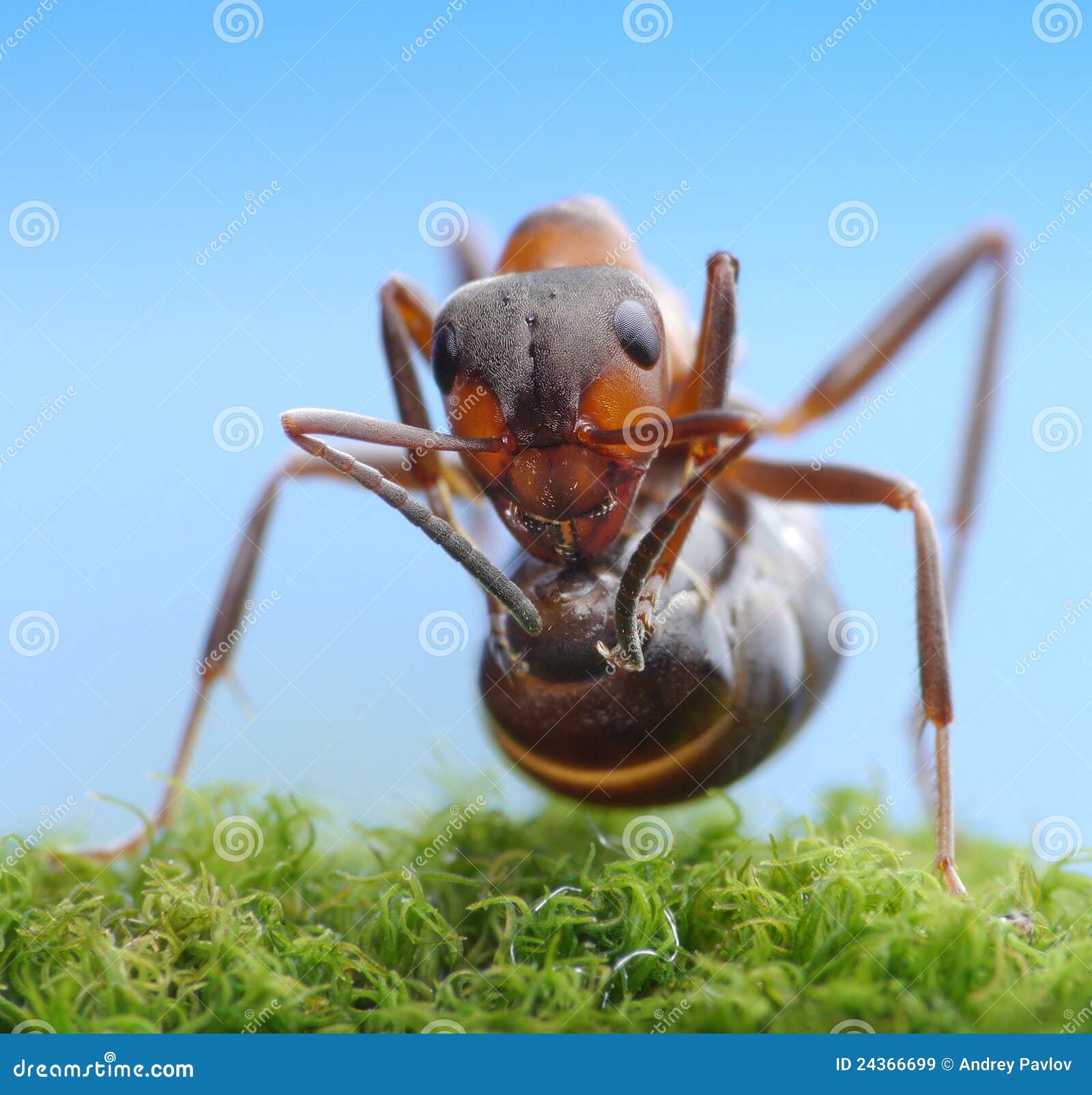 Soldier Ant Ready To Shoot with Acid Stock Image - Image of detailed ...