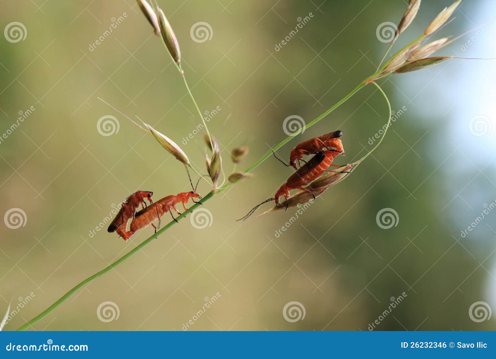 The Common Soldier Beetle Latin: Cantharis Rufa, Is A Species Of ...