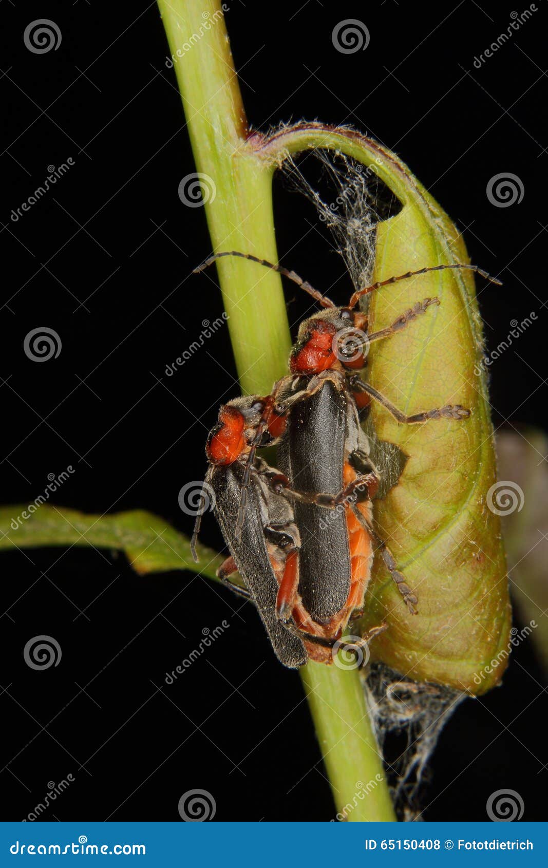Soldier Beetle (Cantharis Fusca) Stock Photo - Image of carapace ...