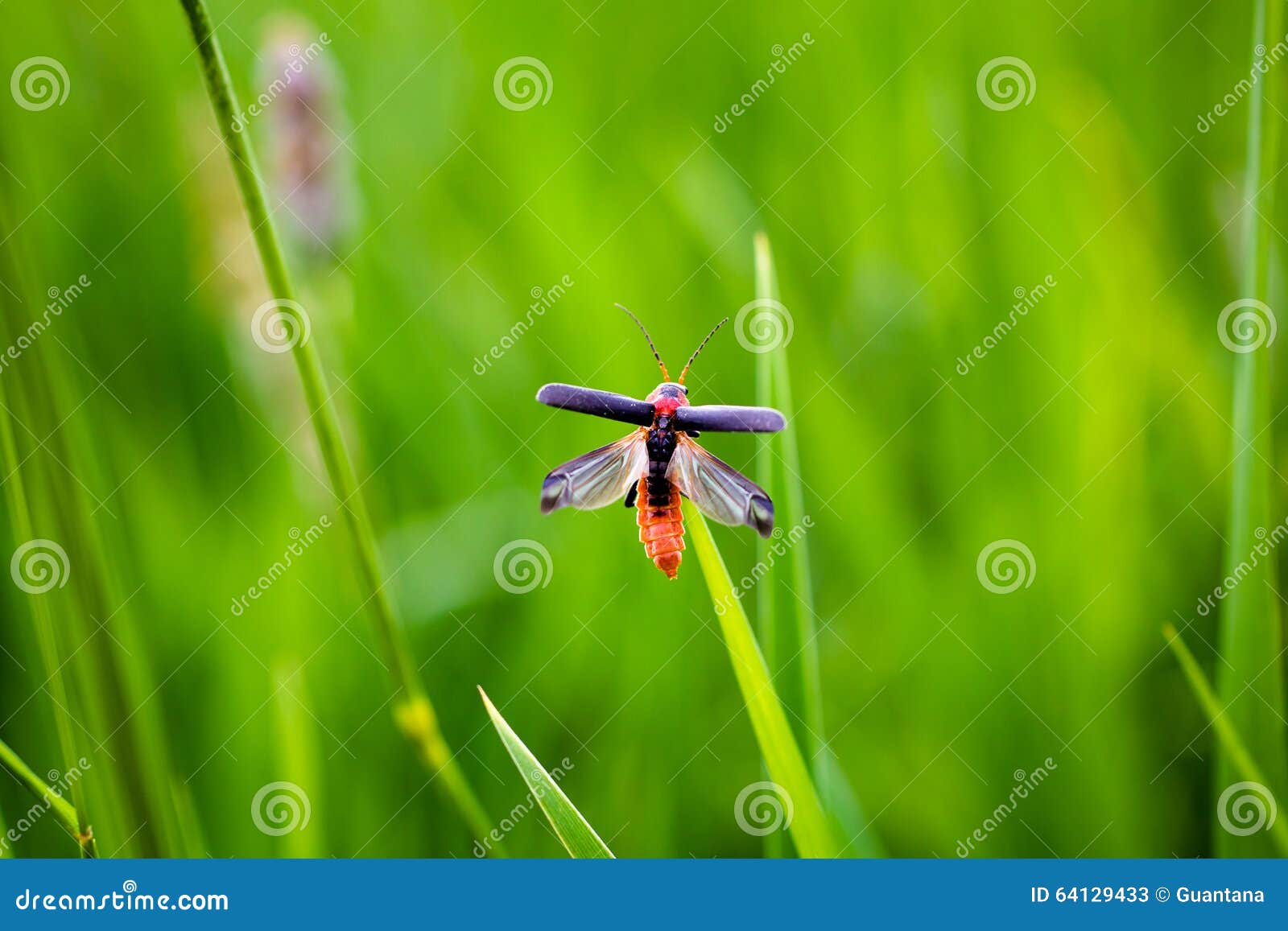 Soldier beetle in flight stock image. Image of butterfly - 64129433