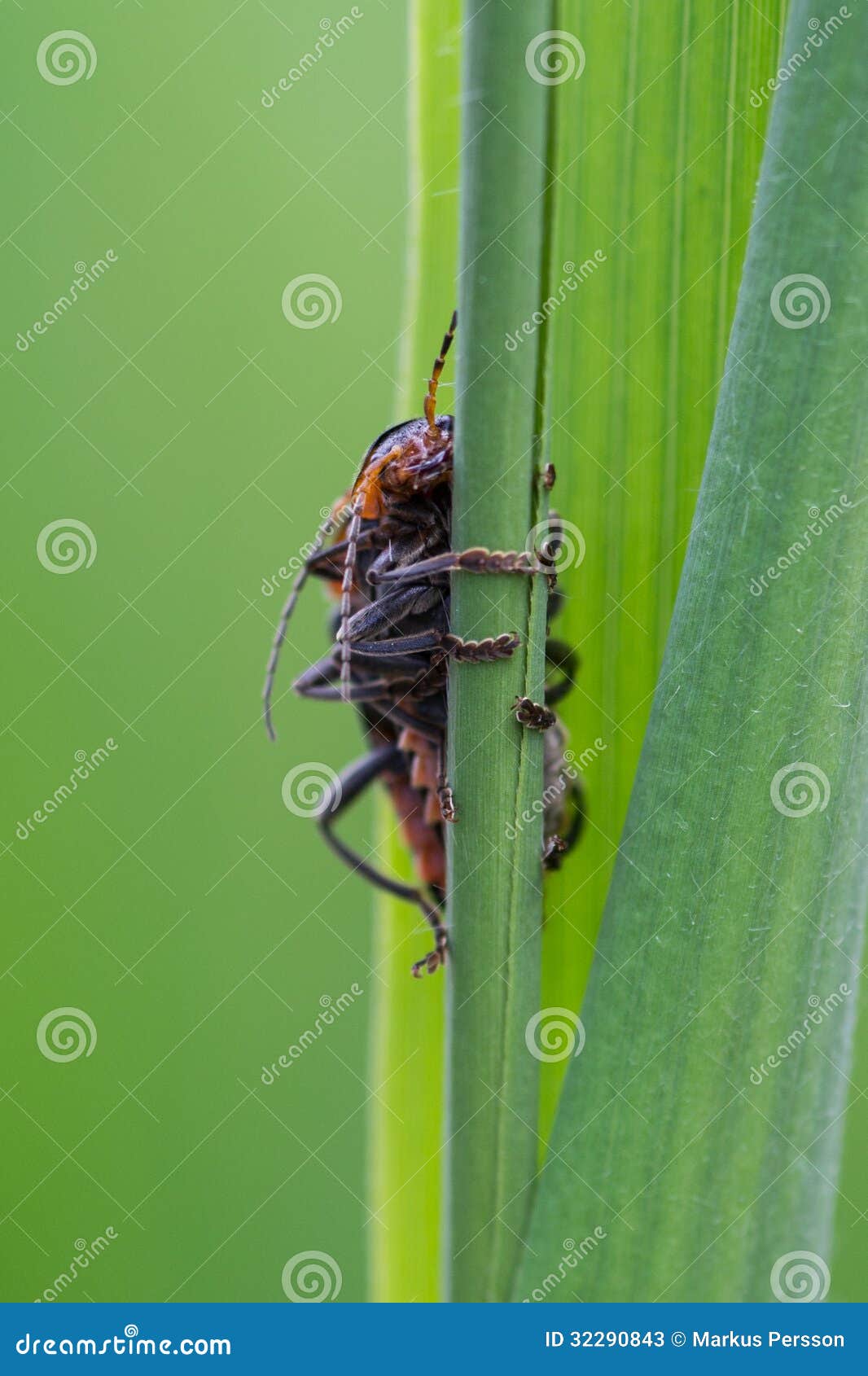 Soldier Beetles / Cantharides Stock Image - Image of leatherwing, macro ...