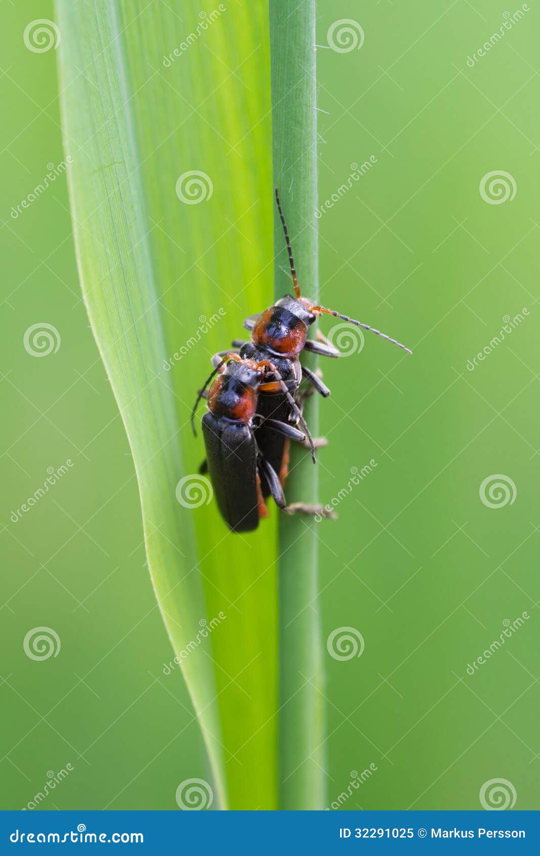 Soldier Beetles / Cantharides Stock Image - Image of copulate, macro ...