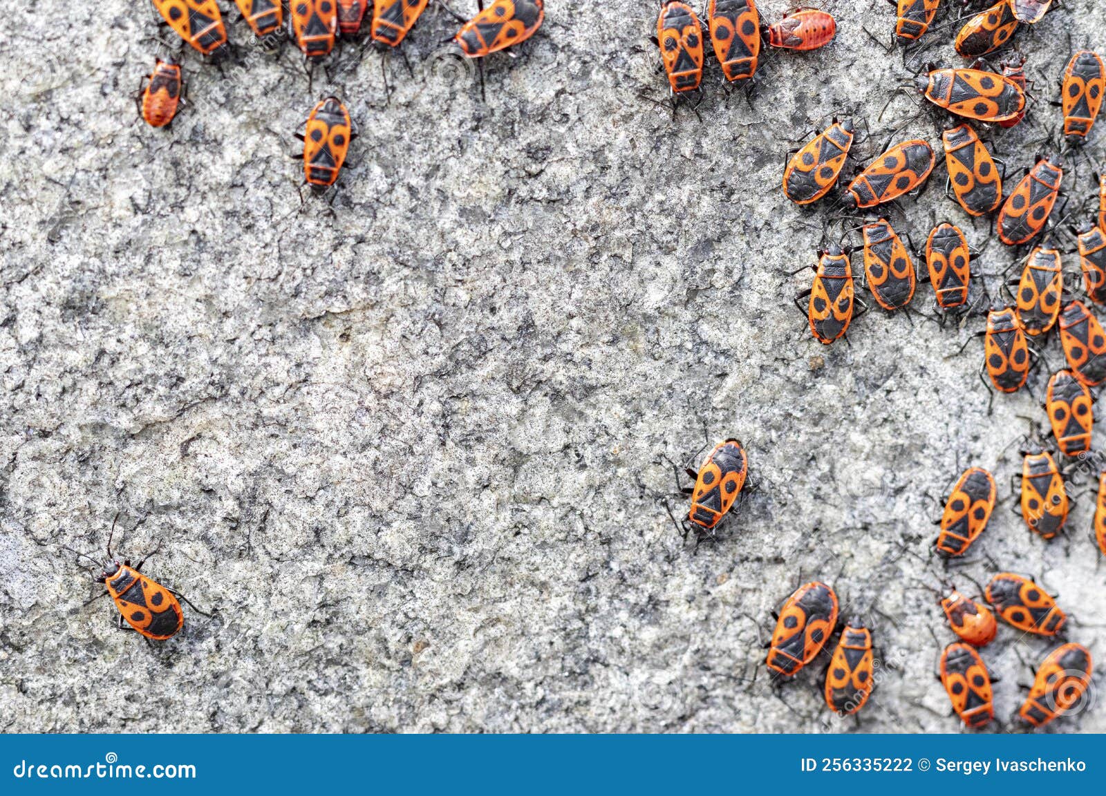 Soldier beetles. stock photo. Image of pattern, honeybee - 256335222