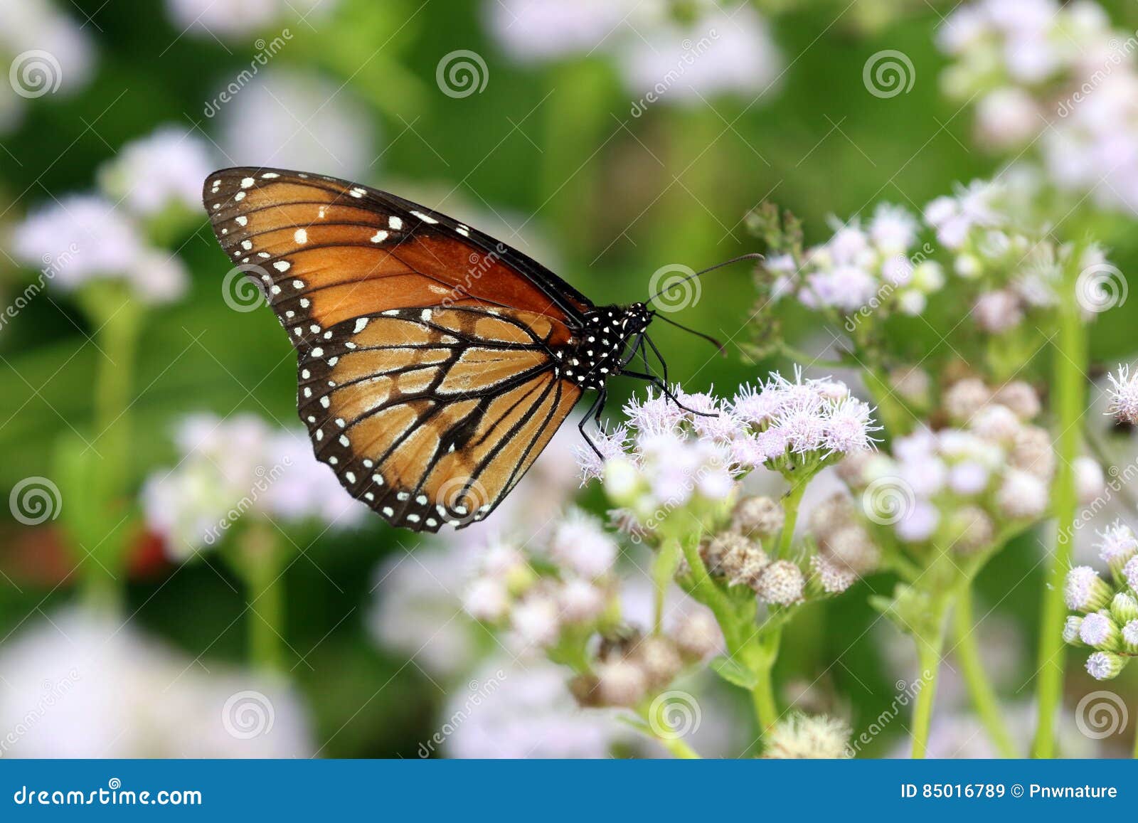 Soldier Butterfly In Aviary Royalty-Free Stock Image | CartoonDealer ...