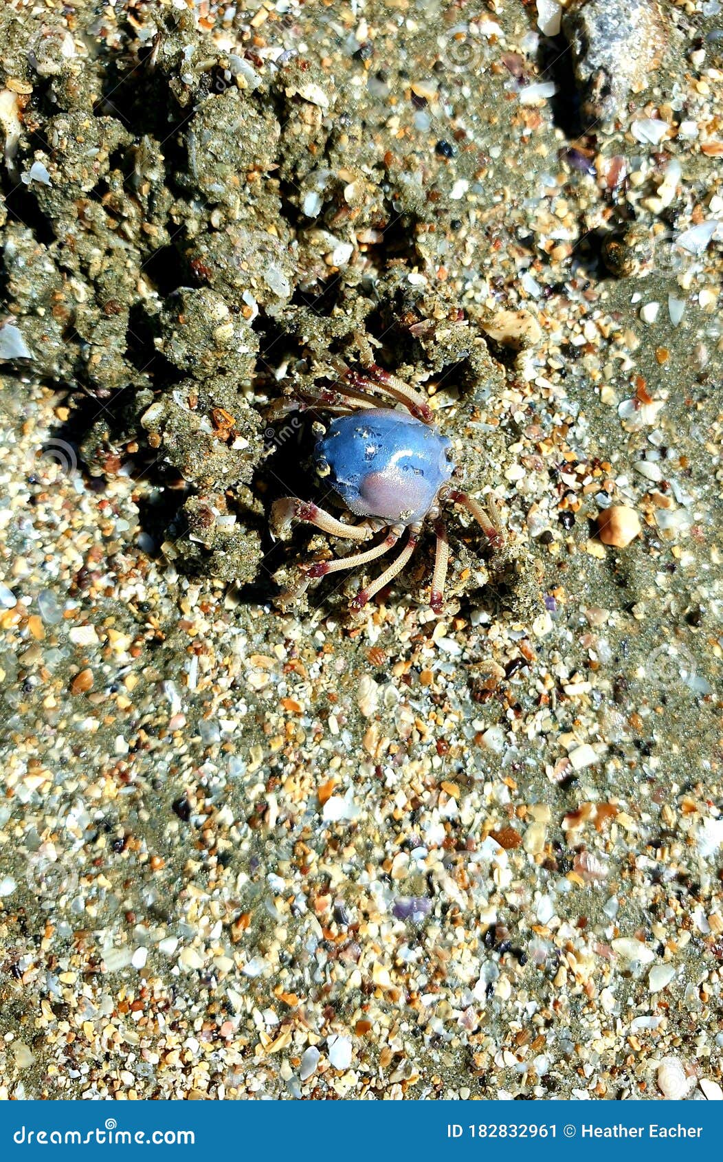 Soldier Crab or Mictyris Longicarpus Stock Image - Image of crab ...